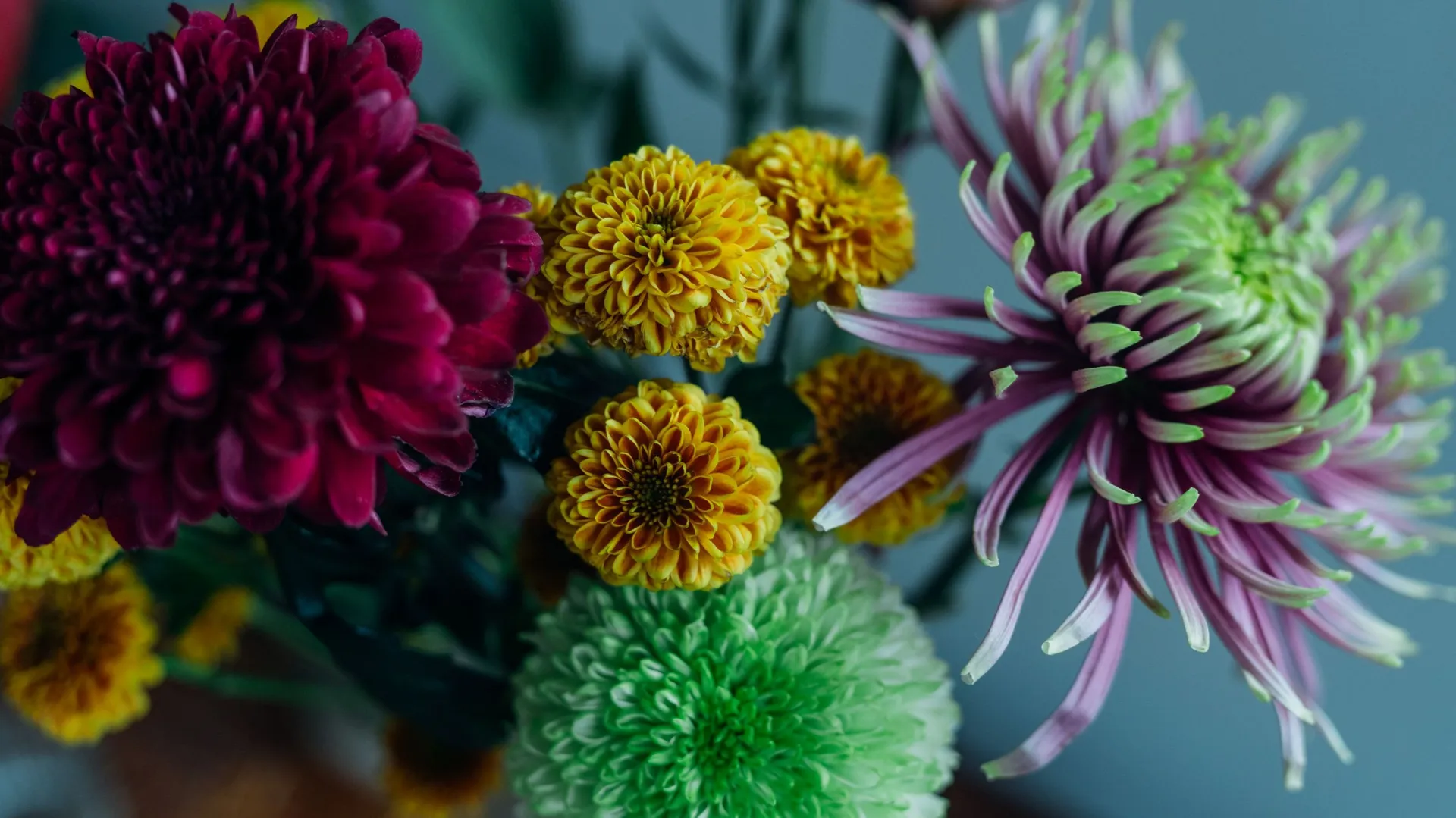 Le chrysanthème, une fleur injustement boudée en Europe - RTBF Actus