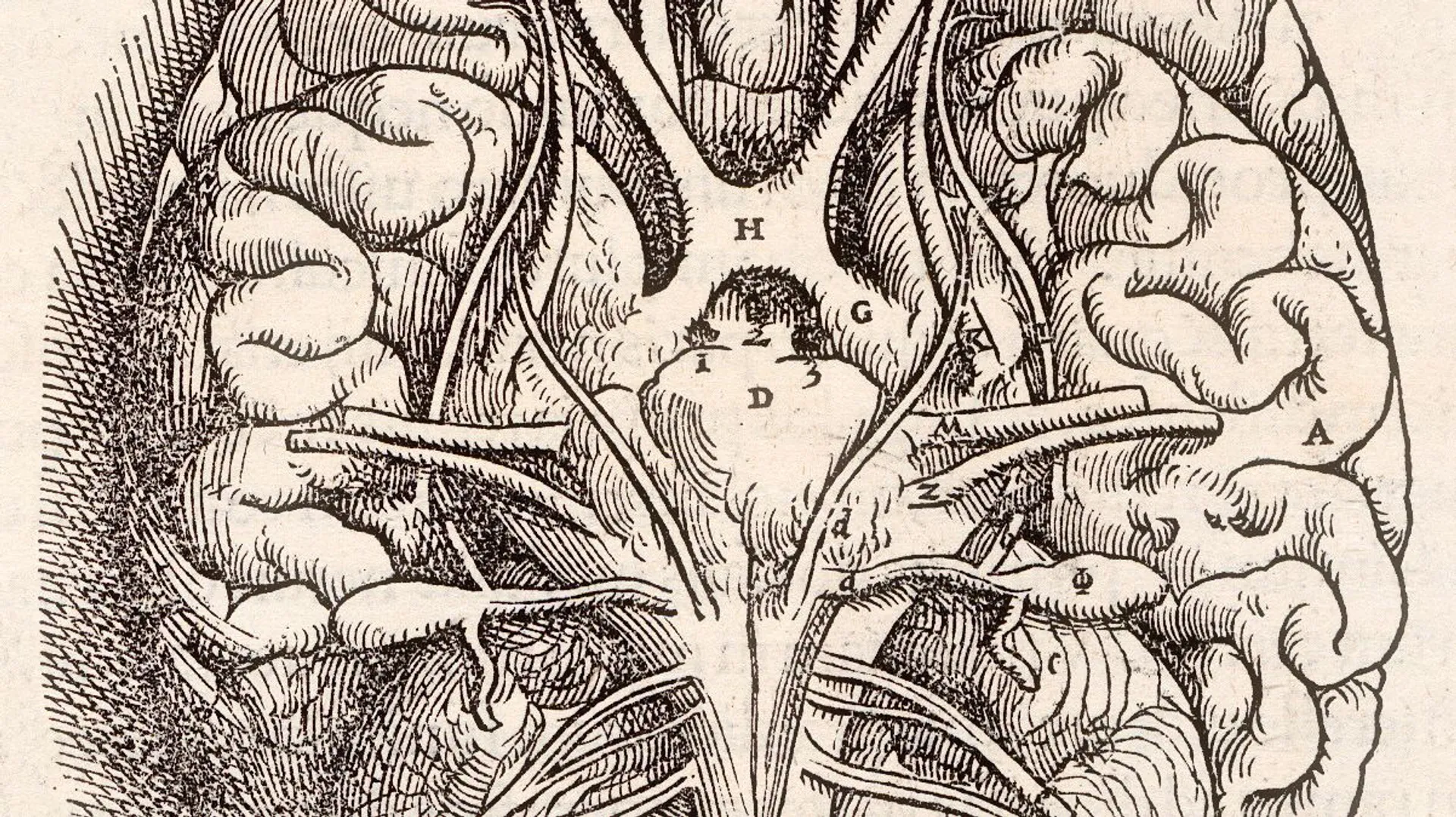 Le 'cerveau de Vésale', lien entre passé et avenir de la médecine, au ...