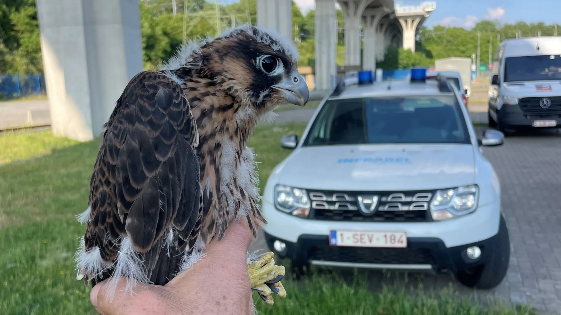 Décollage réussi pour trois jeunes faucons pèlerins retrouvés sur le site Infrabel de Schaerbeek ...