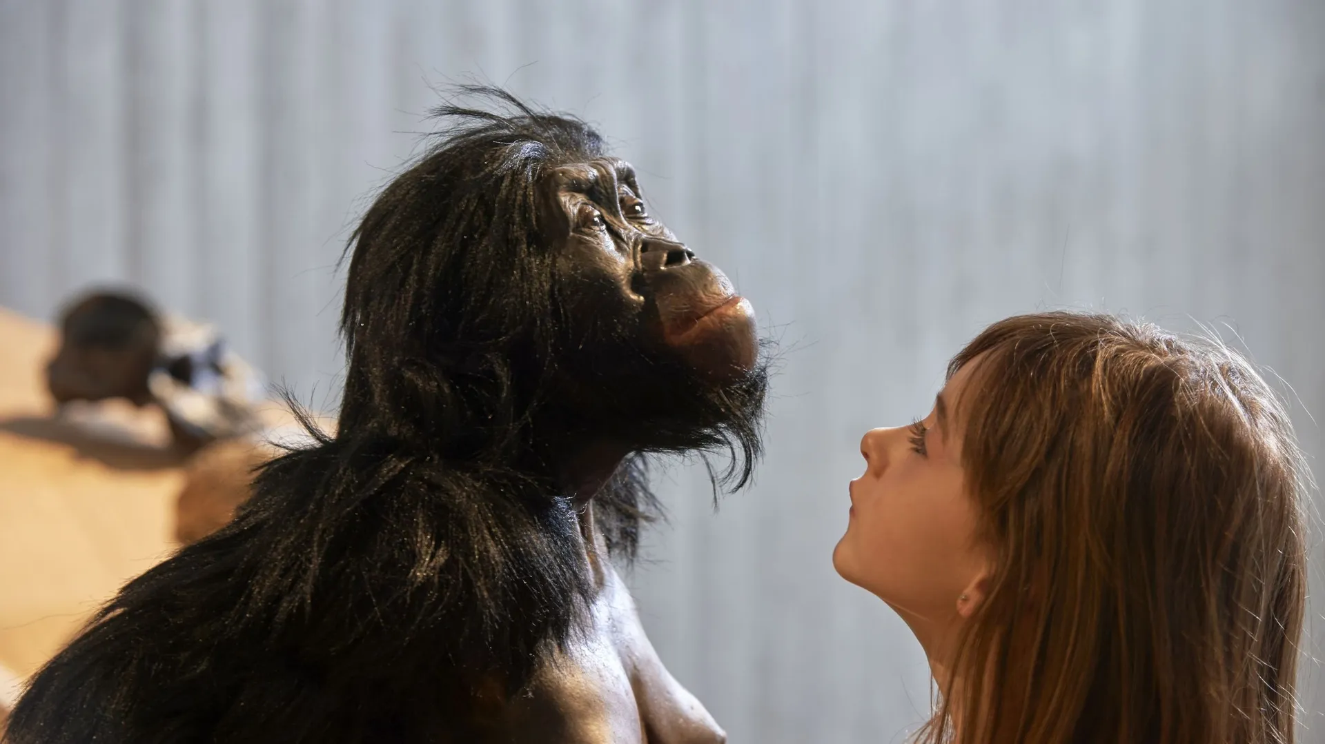 L'australopithèque Lucy arrive pour la première fois en Europe - RTBF Actus