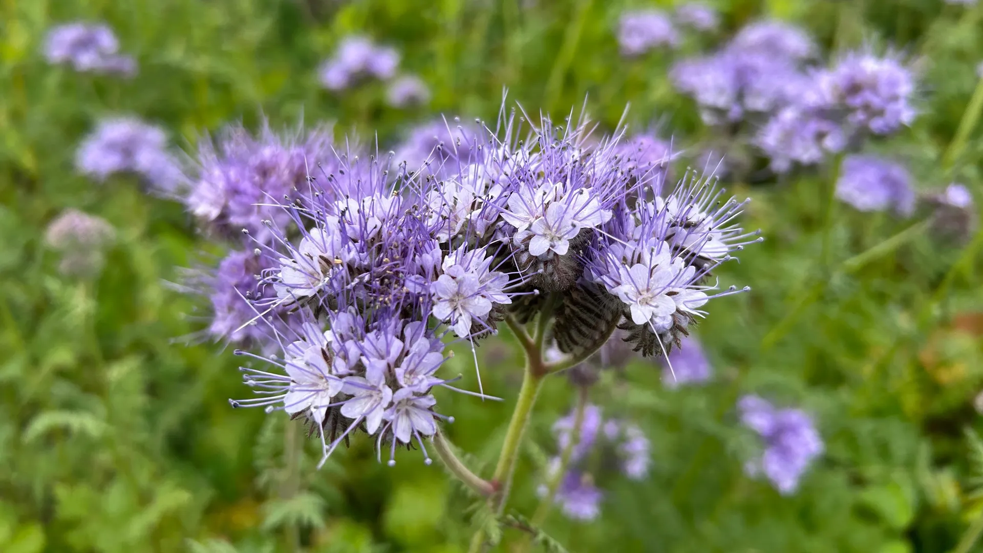 La campagne se pare de mauve : connaissez-vous la phacélie, cette fleur ...