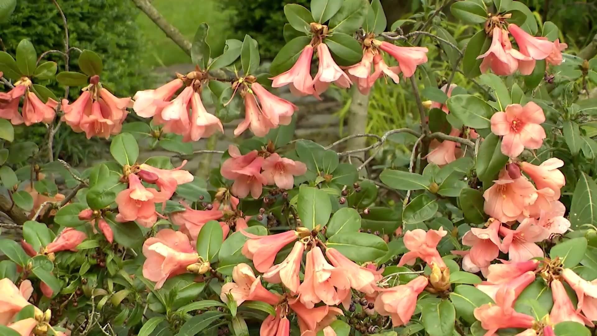 L’épatant Rhododendron 'Trewithen Orange', témoin des expéditions ...