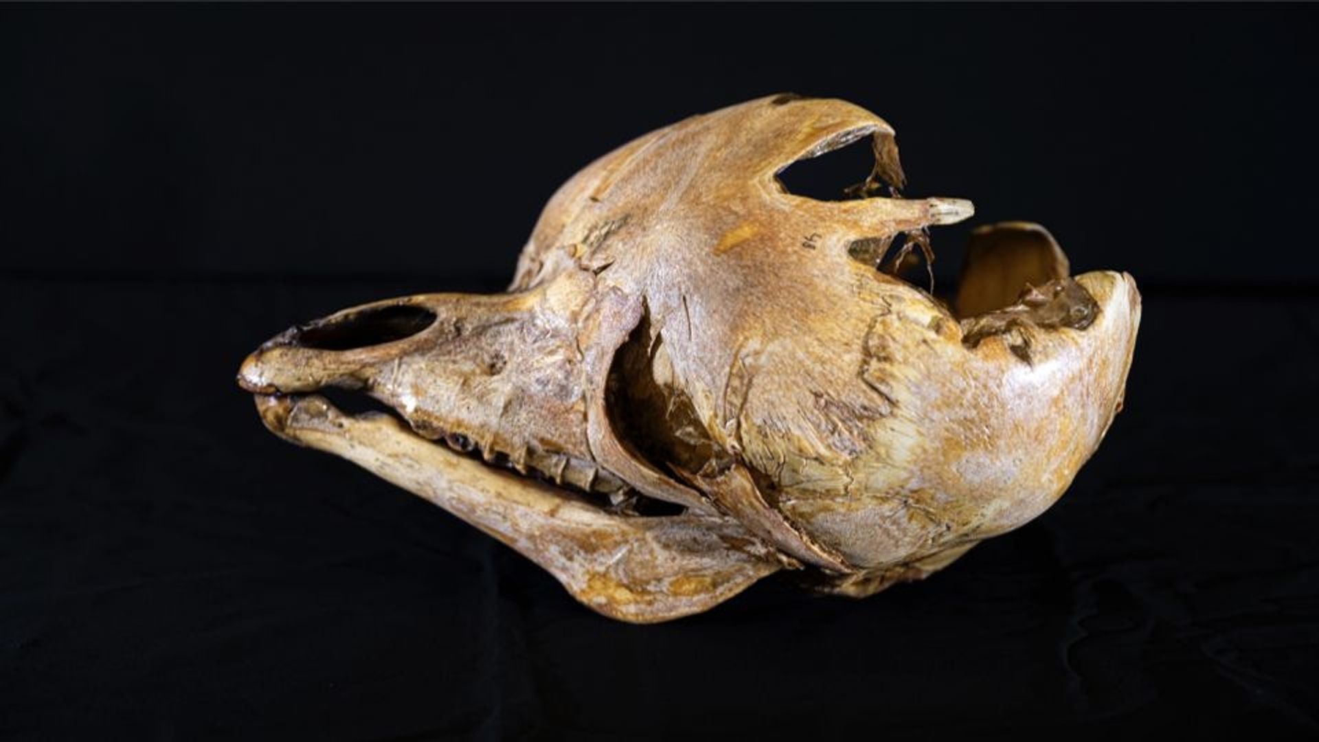 Bokep dream live non-VIPs she claimed she was a girlfriend