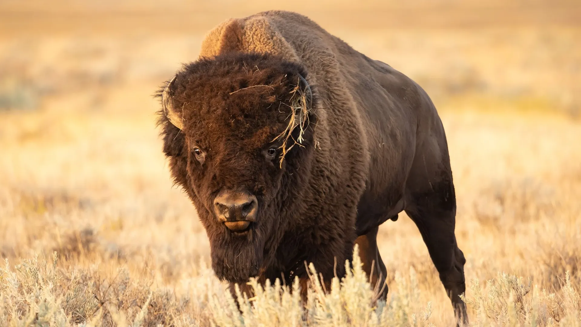 Le retour du bison dans le Far West fait renaître l'écosystème de ...