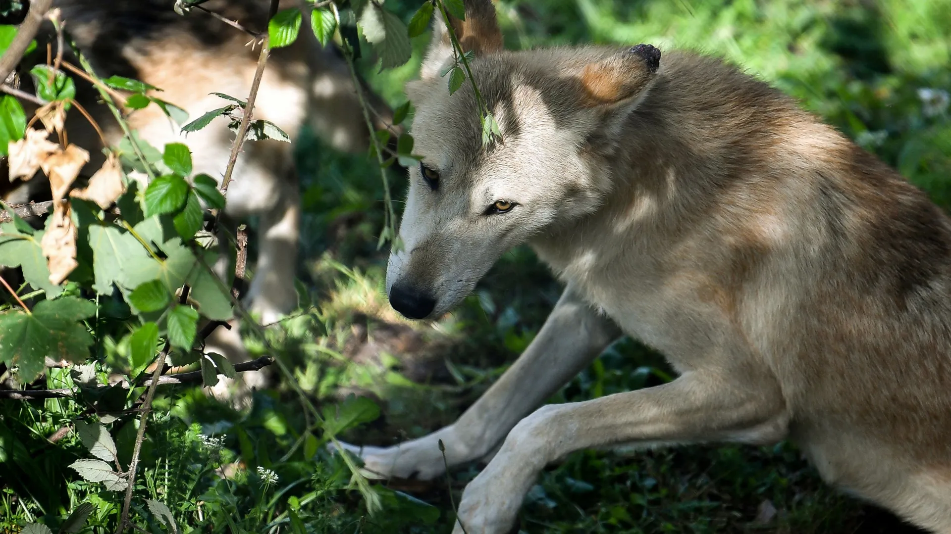 Un couple de loups identifié en forêt de Saint-Michel Freyr à Saint ...