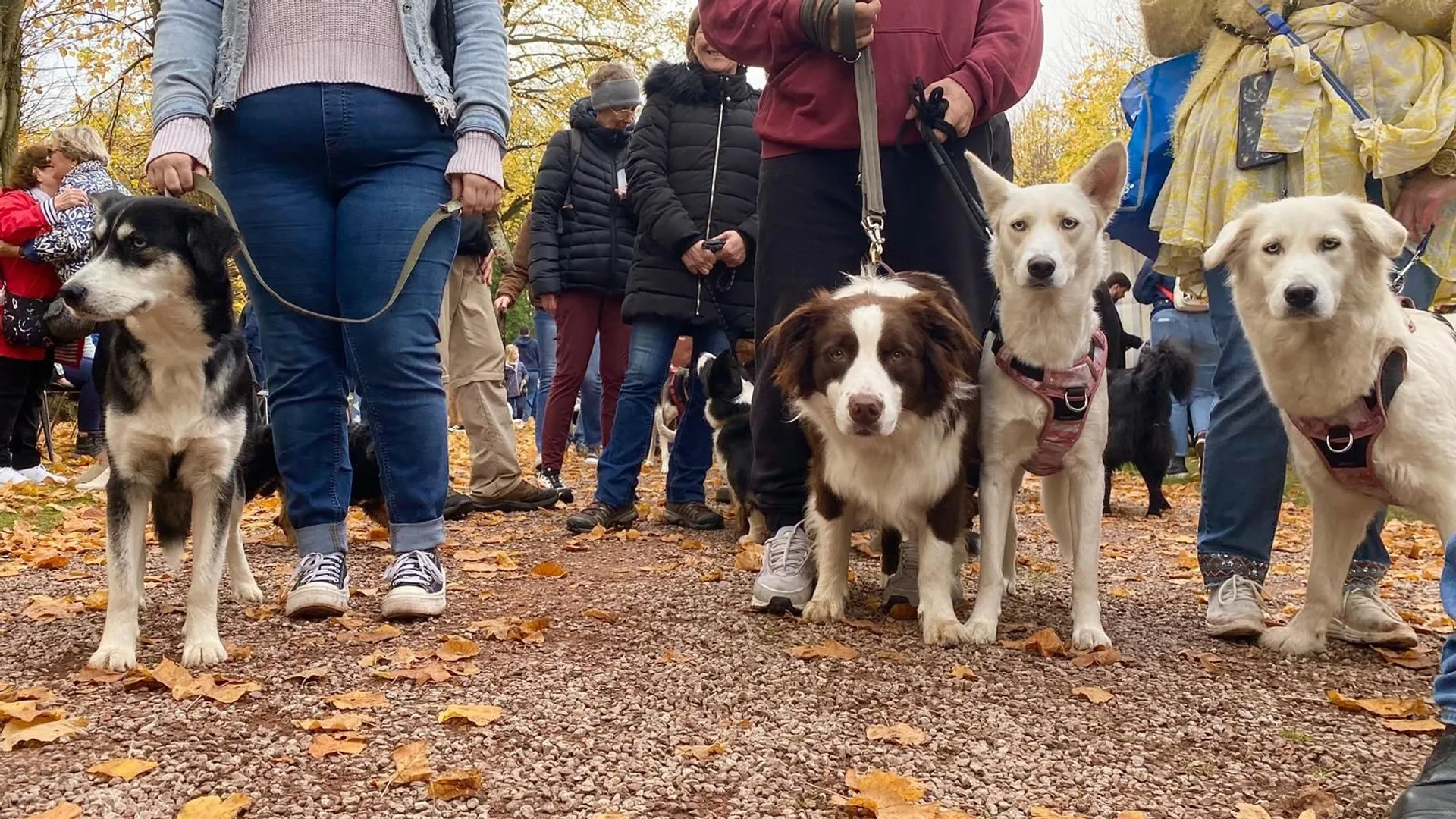 Ham-Sur-Heure : des dizaines de chiens et de chevaux bénis lors de la ...
