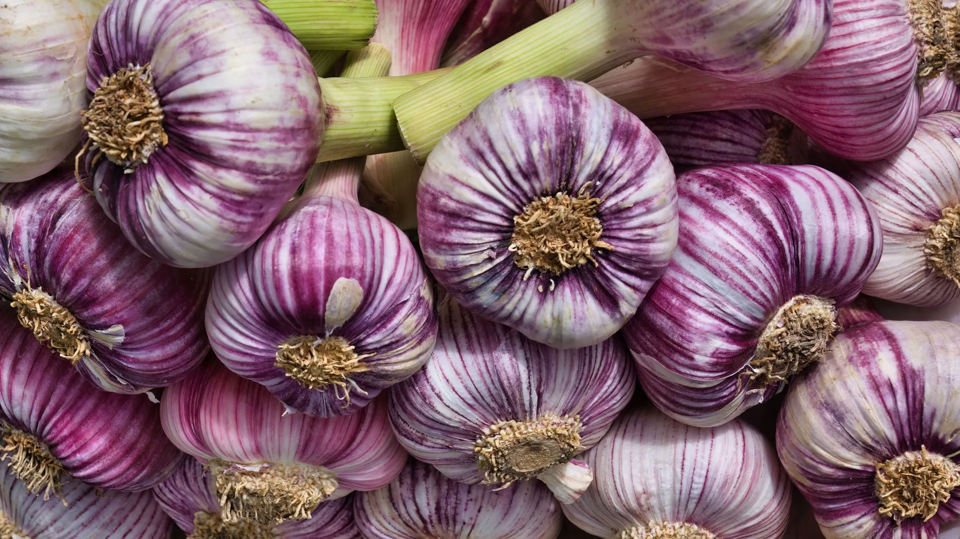 L’ail et l’oignon, deux cultures incontournables au potager - RTBF Actus