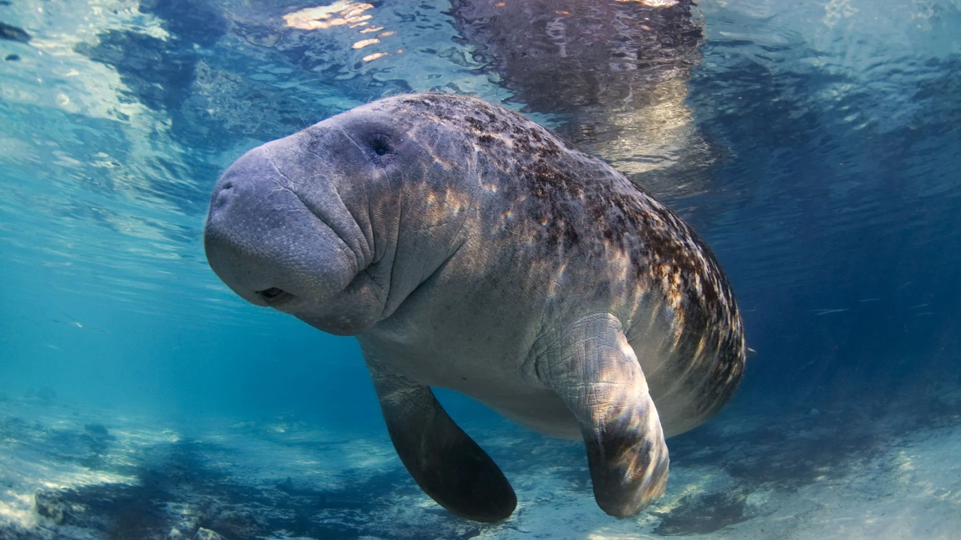 La minute insolite : un lamantin coincé dans un égout a été découvert ...