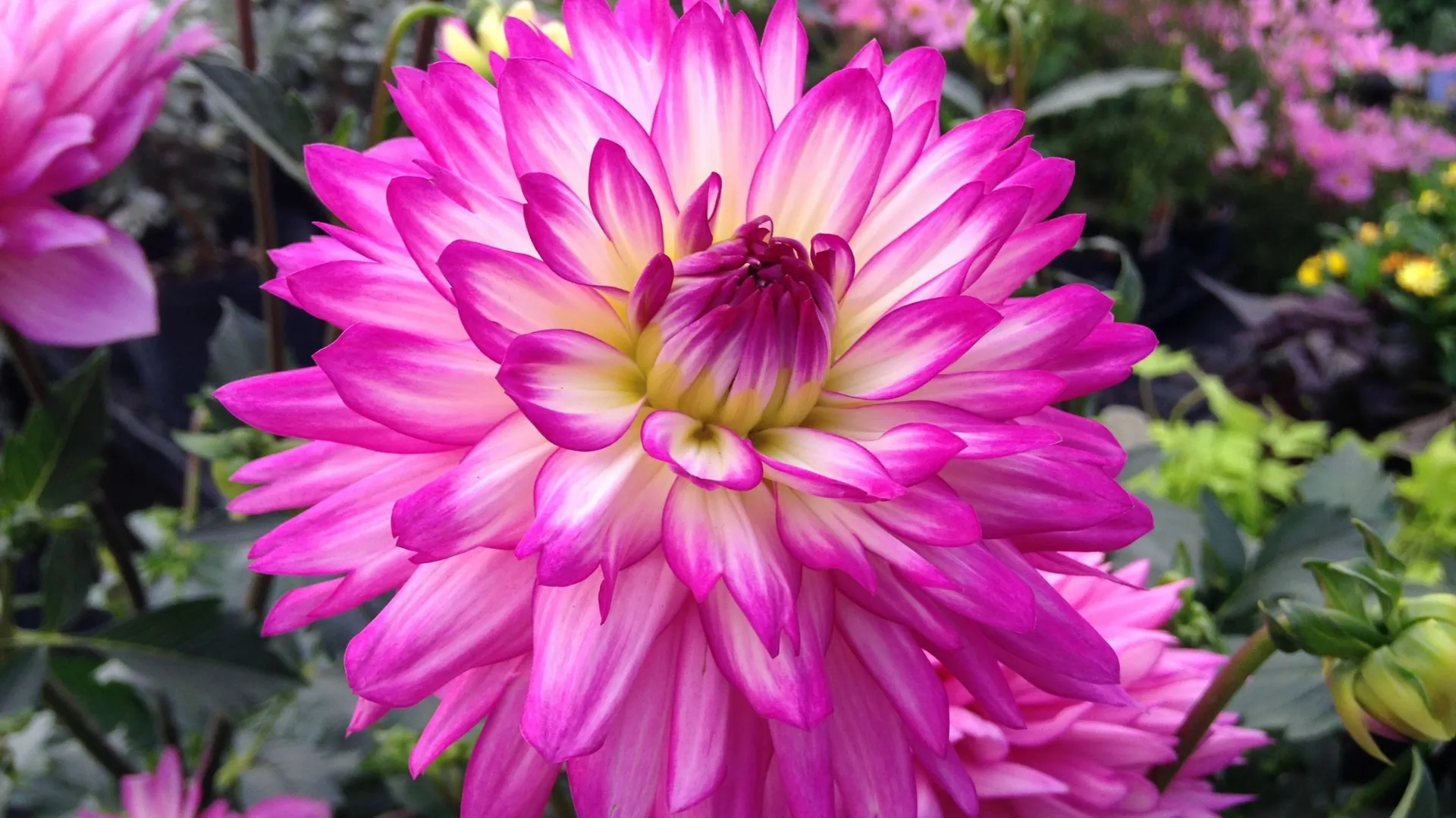 Le Dahlia : comment une fleur aztèque est devenue incontournable dans ...