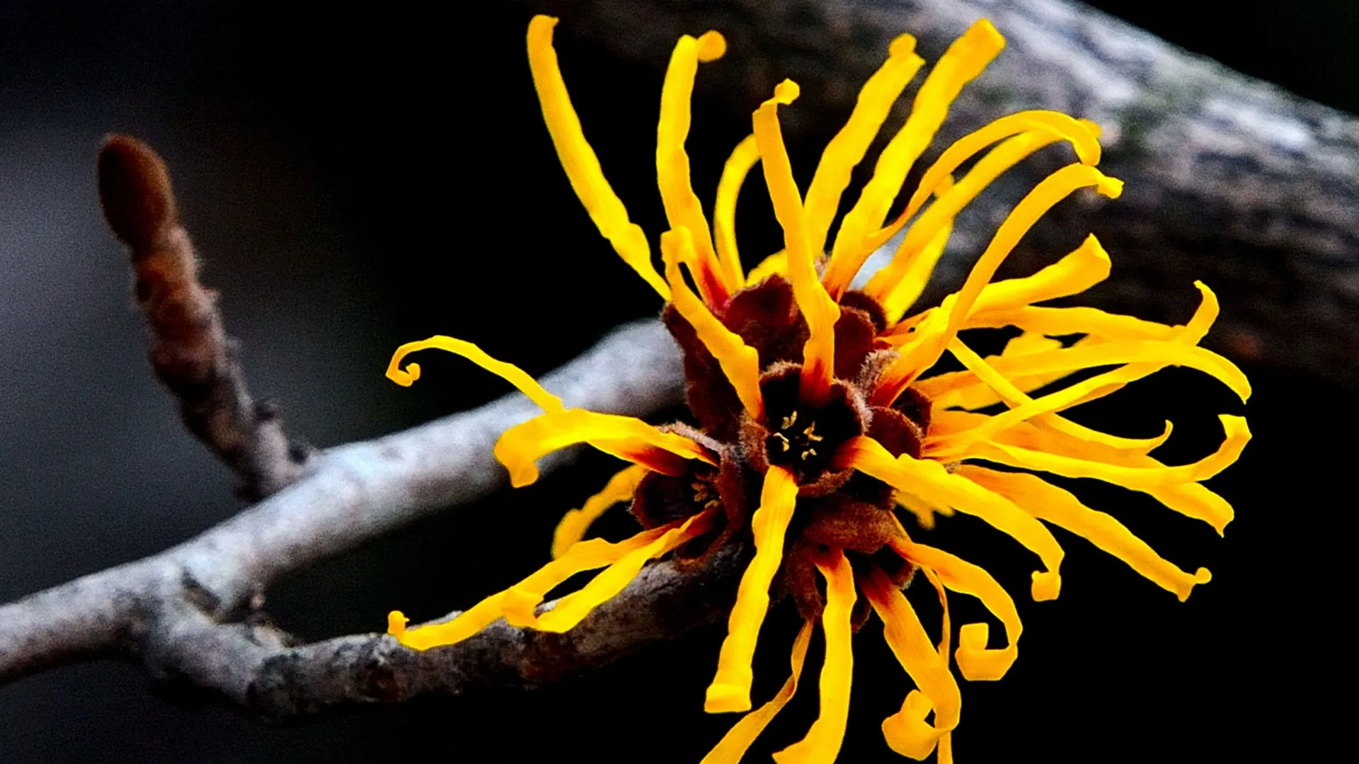 Aussi beaux qu'utiles : plantons des saules au jardin ! - RTBF Actus