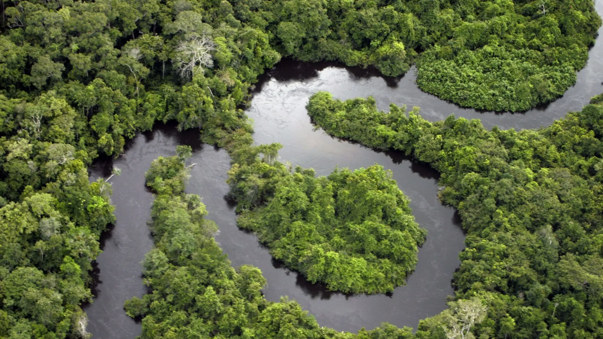 Brésil : en 40 ans, la forêt amazonienne a été amputée d’une surface ...