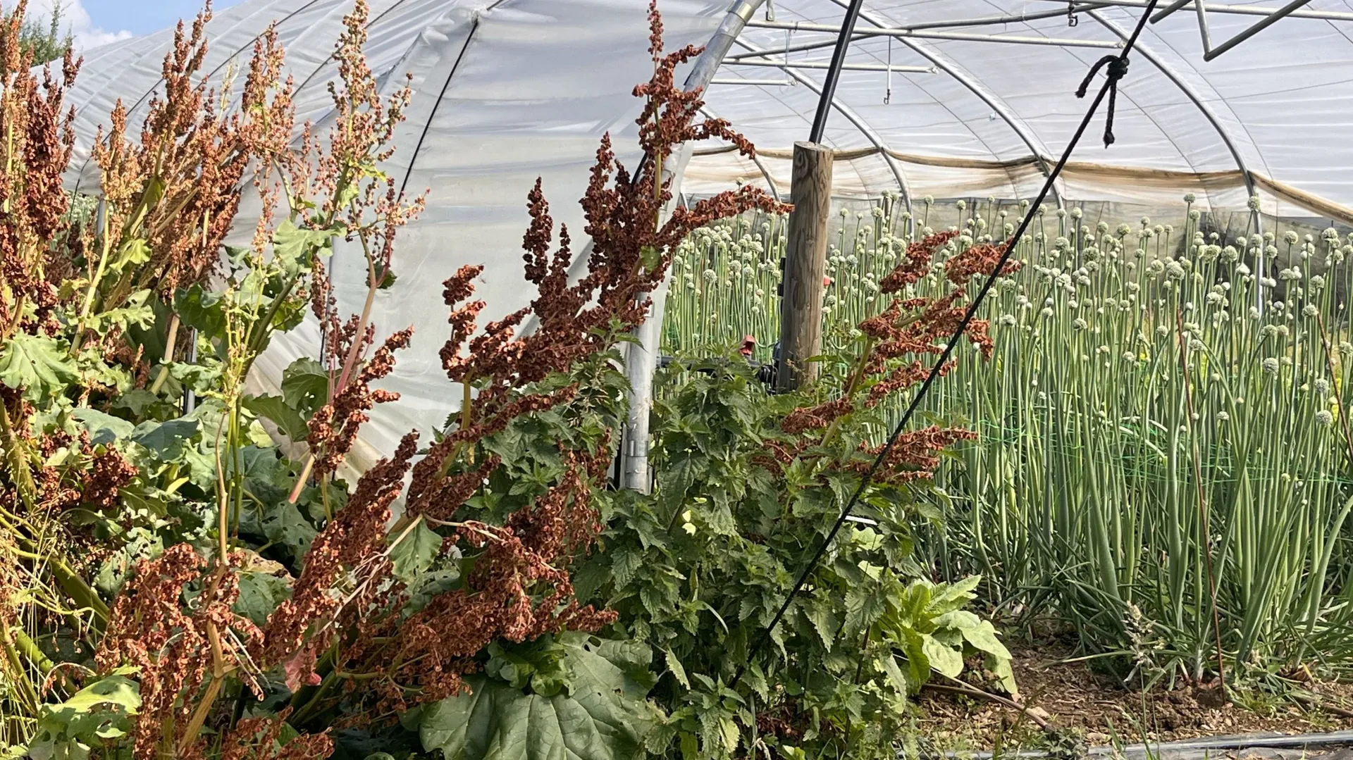 Anthesis : La renaissance des semences locales et bio au cœur du ...