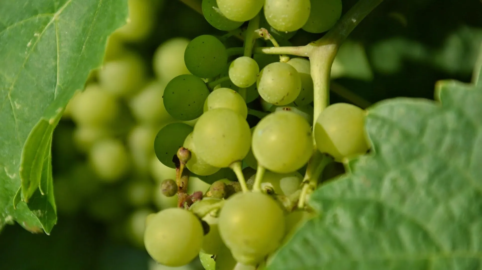 Plus de soleil, de sucre dans le raisin et d’alcool dans le vin ...