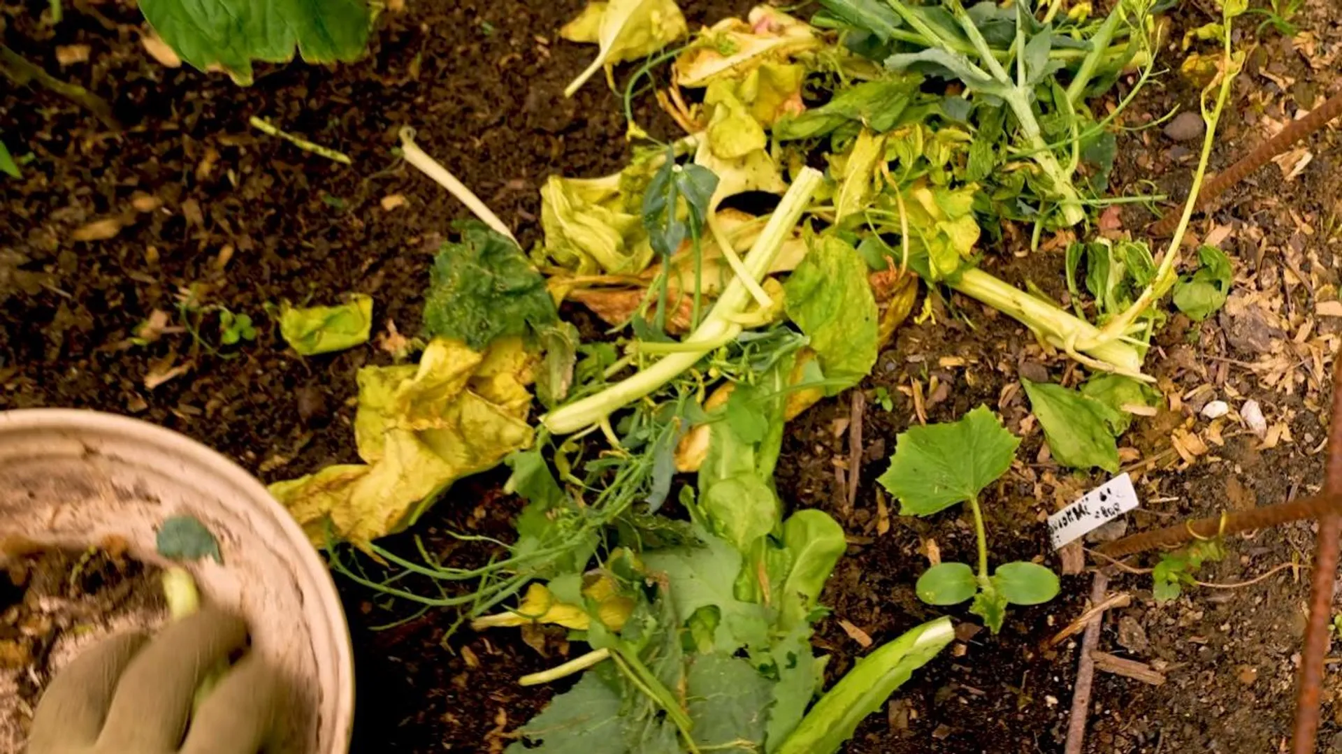 Six méthodes naturelles pour éloigner les limaces du potager - RTBF Actus
