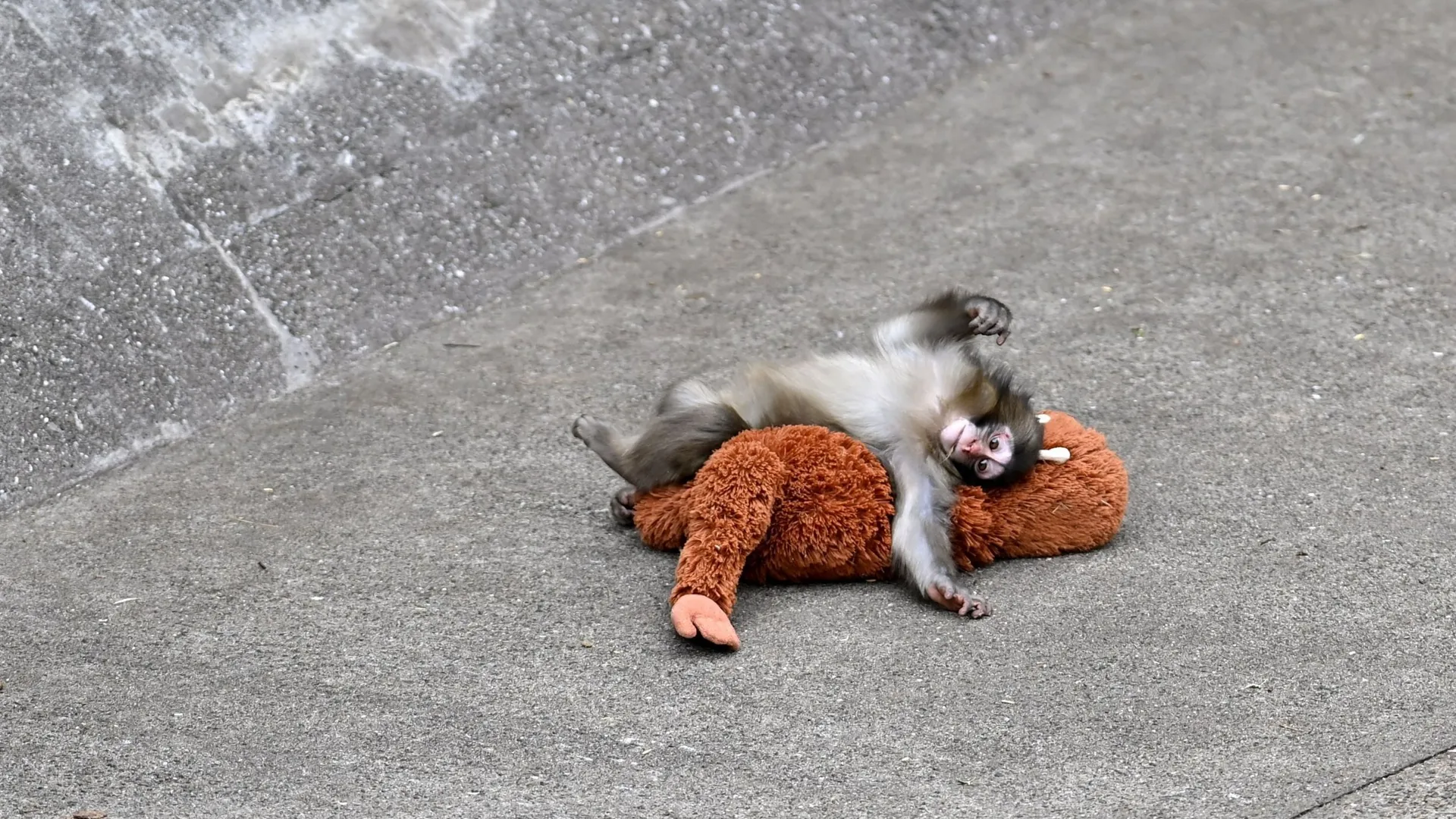 Le singe Punch et son doudou : décryptage d’une émotion virale - RTBF Actus