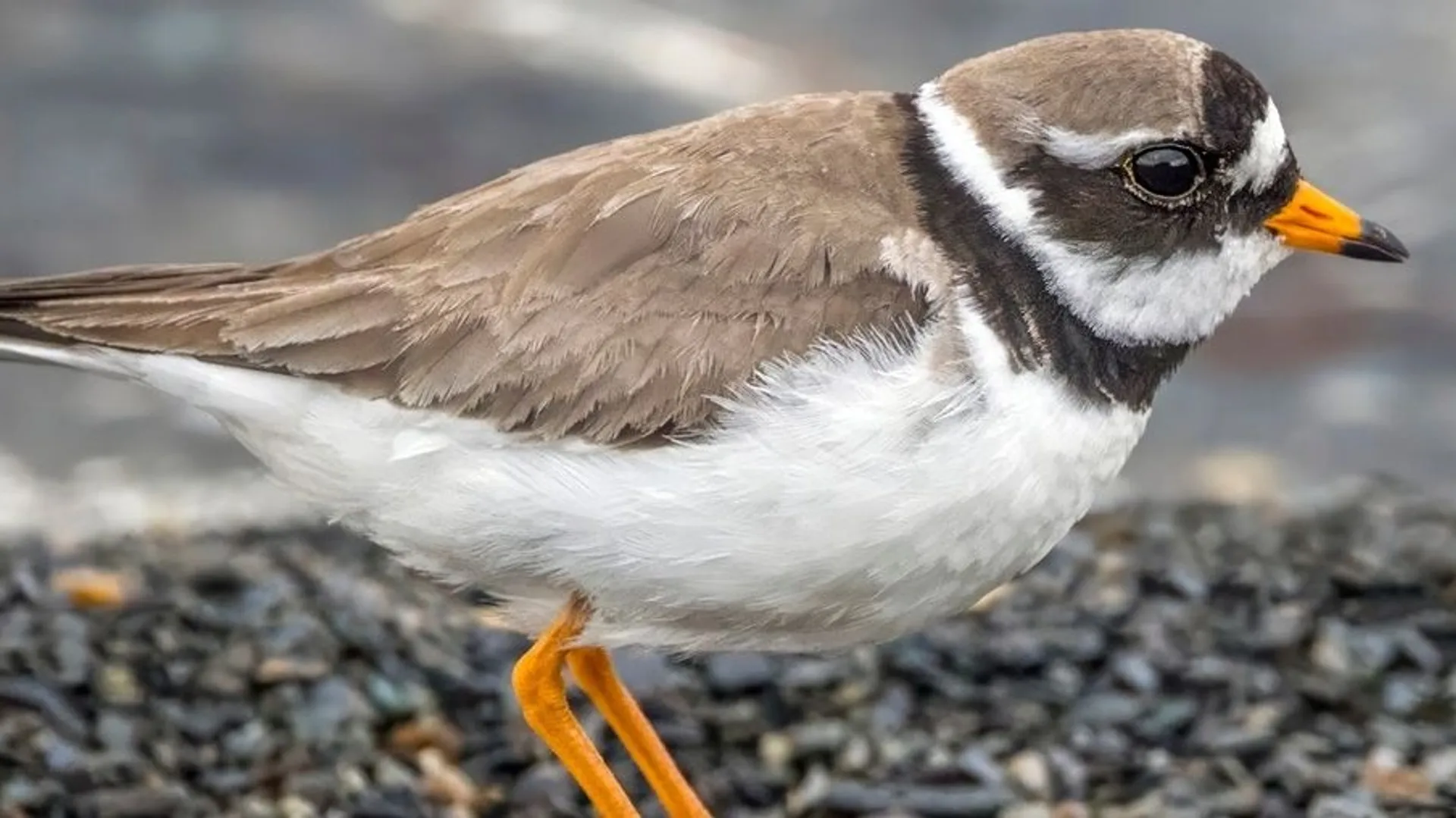 Des gestes simples aux grandes sorties : accueillir toute la ...