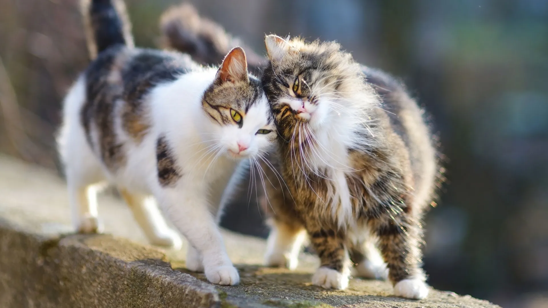 Comment bien décrypter le langage de son chat pour éviter les griffes ...