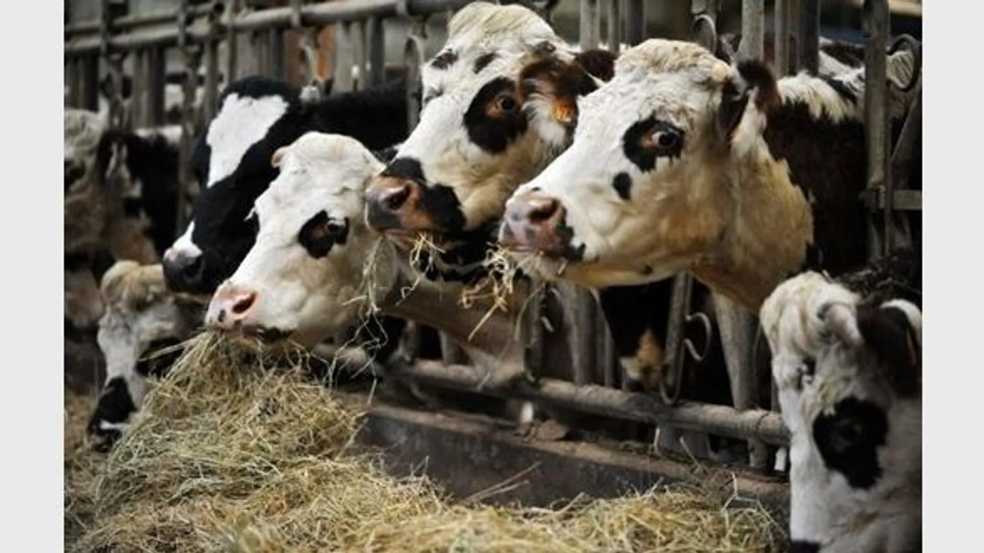 La maladie de la vache folle en train de disparaître en Europe - RTBF Actus
