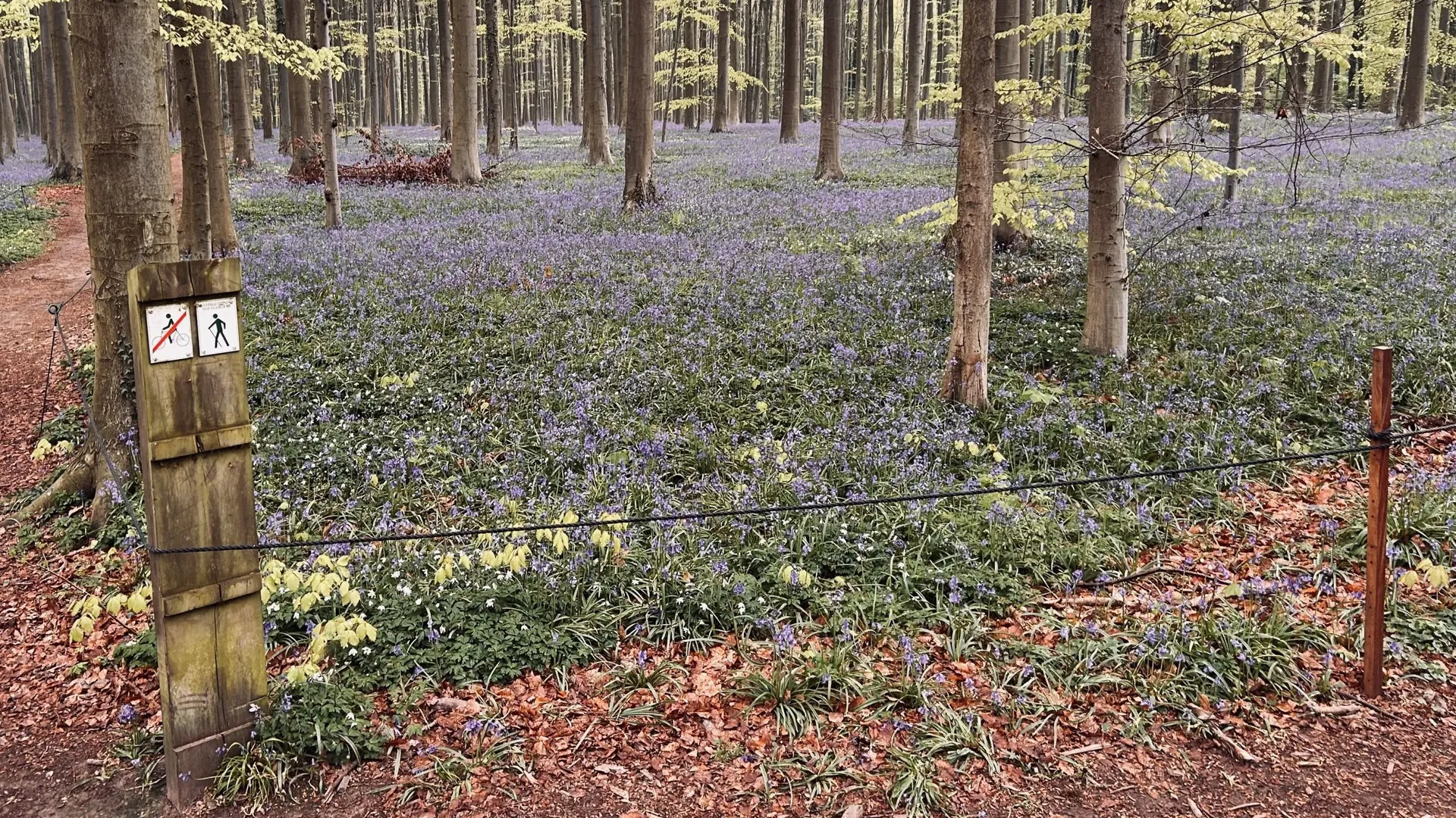 Patrick Huvenne de l’Agence flamande Nature et Bois : 'Le tapis de ...