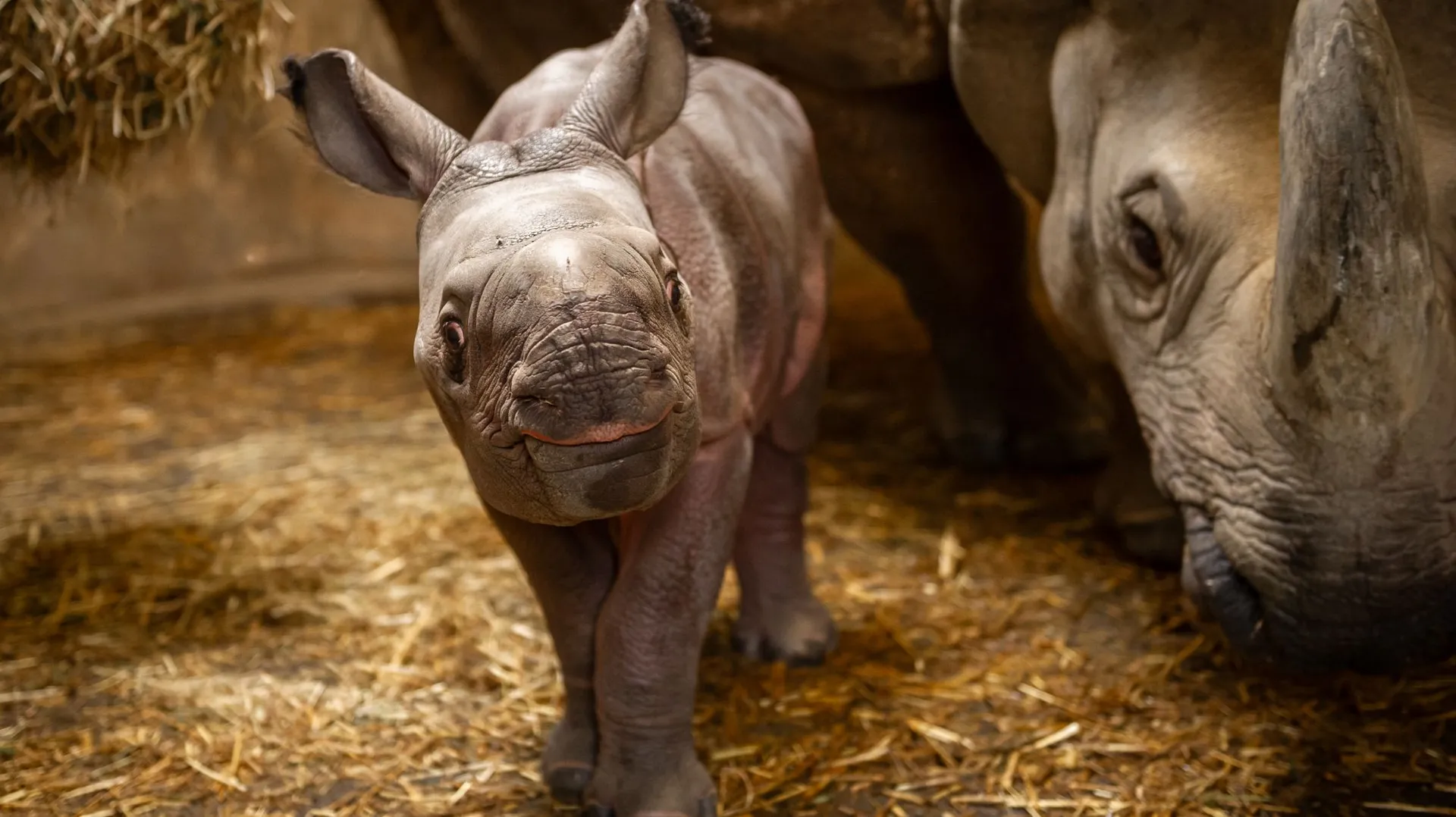Carnet rose au zoo de Planckendael : un rhinocéros indien est né ce ...