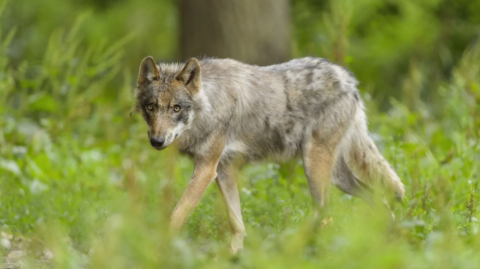Le loup passe d’espèce 'strictement protégée' à 'protégée' : la chasse ...