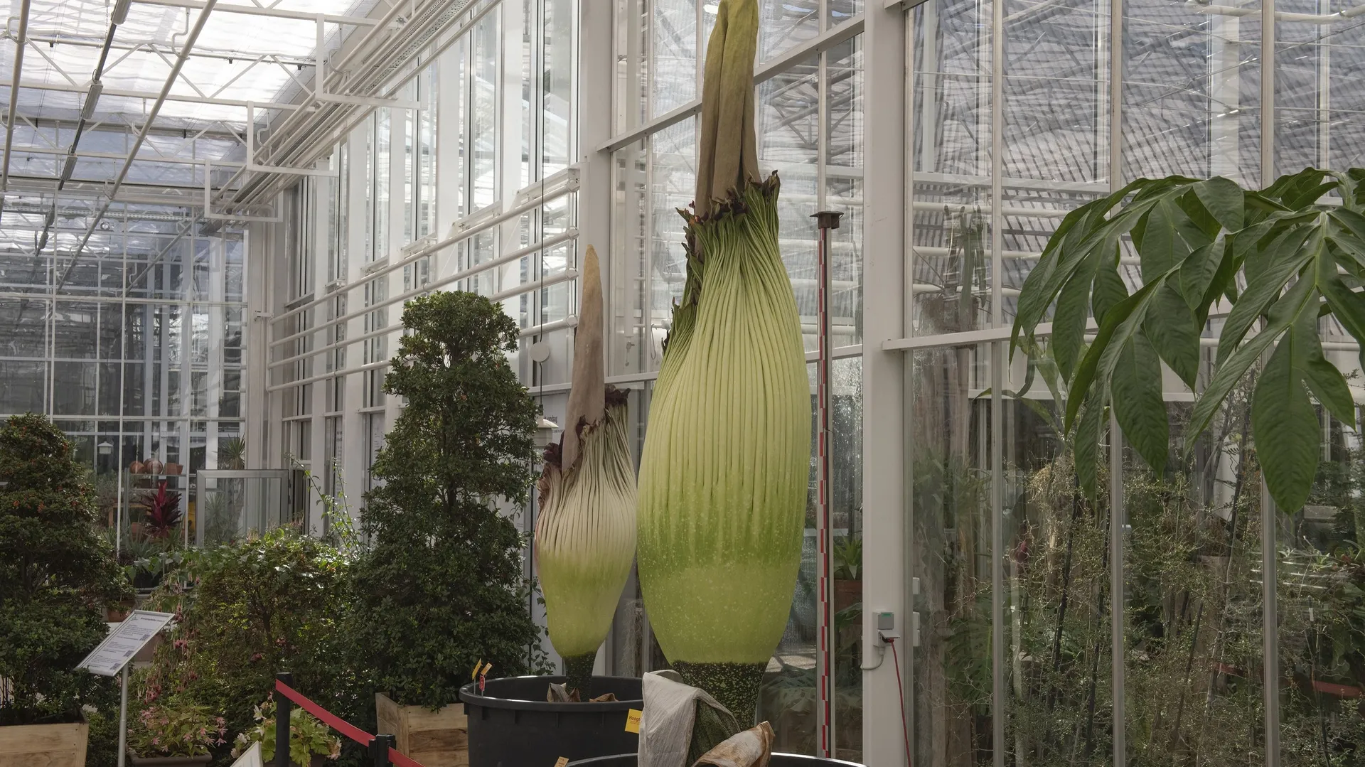 Le 'plus grand Arum titan au monde' est belge - RTBF Actus
