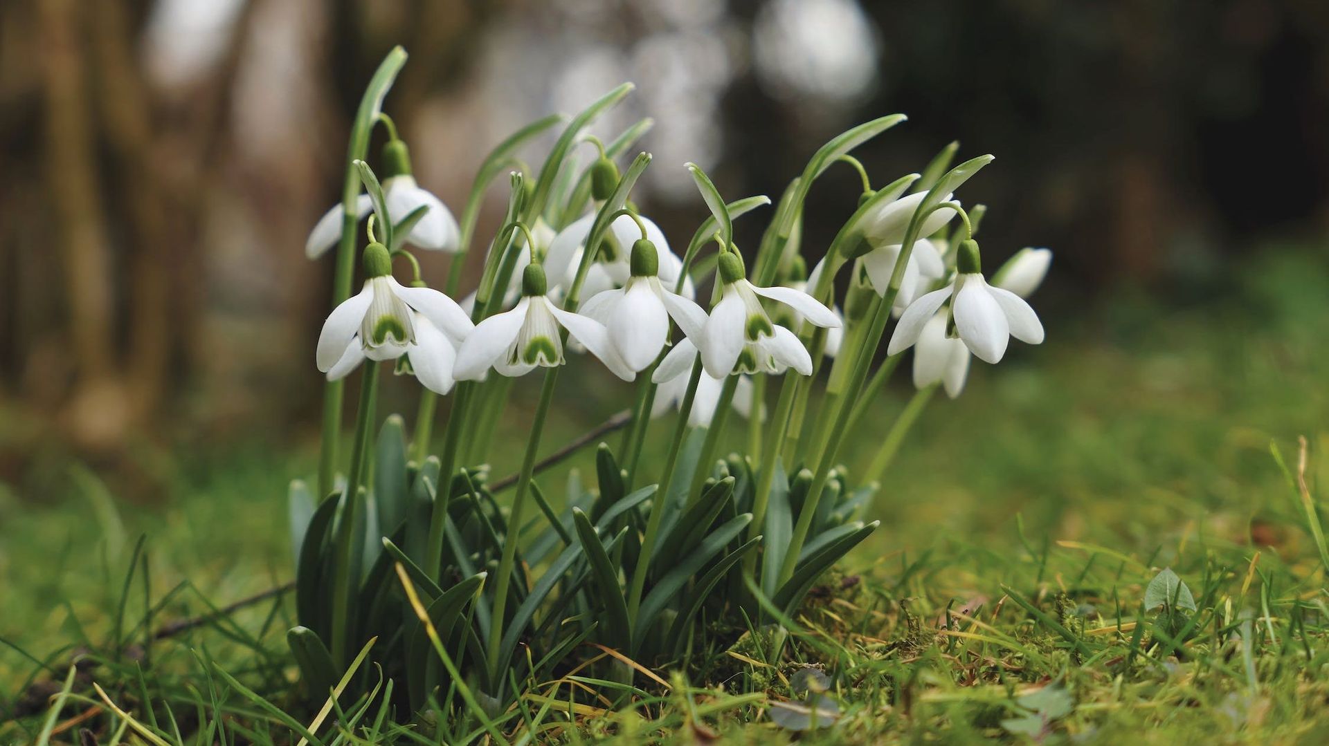 Le perce-neige, star de février au jardin - RTBF Actus