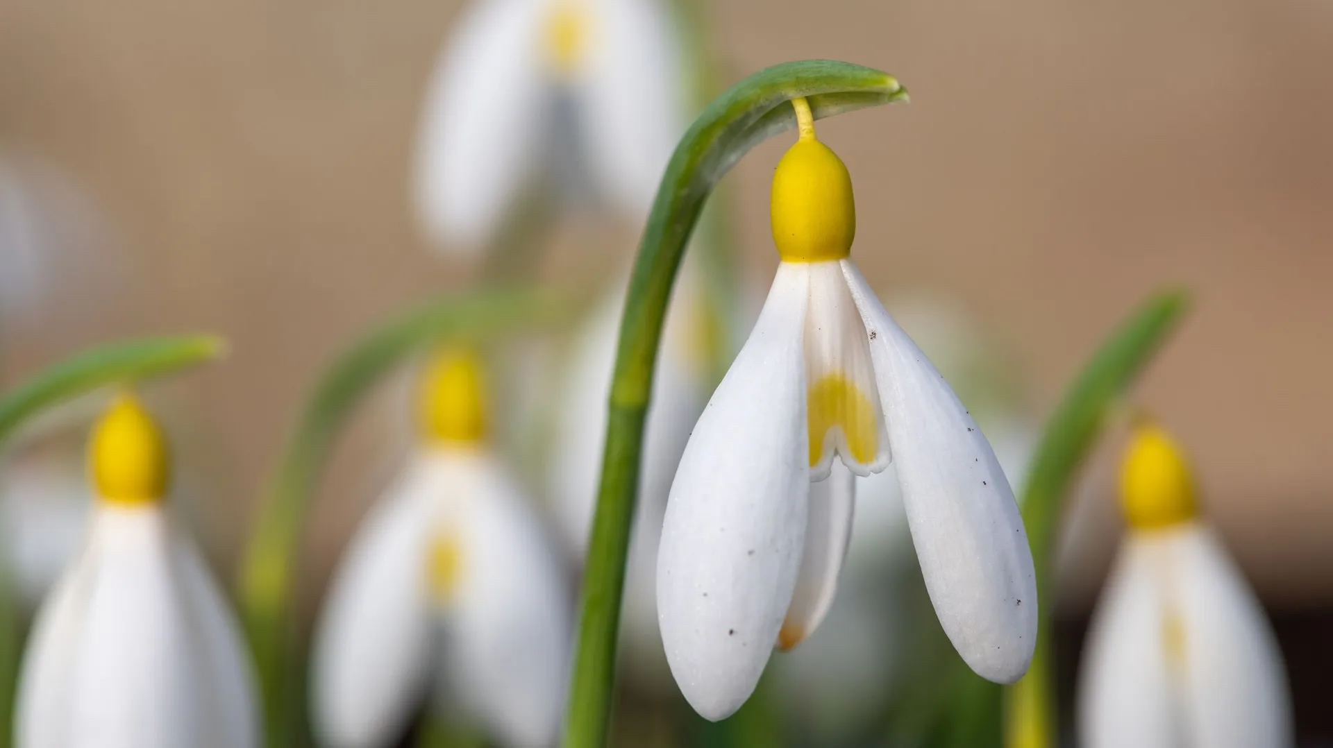 Les perce-neige sont en fleurs au jardin, le printemps nous revient ...