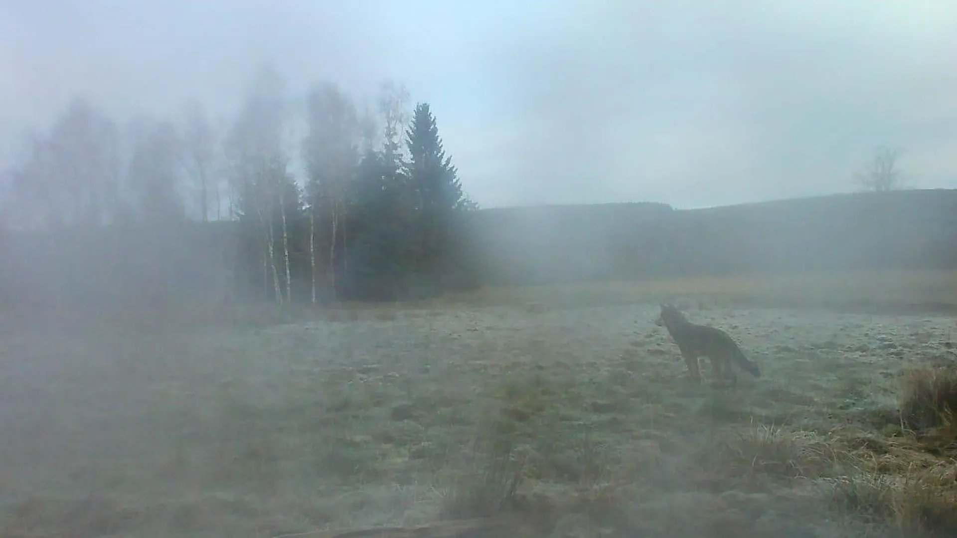 Les loups de la forêt d’Anlier : notre enquête sur les risques pour les ...