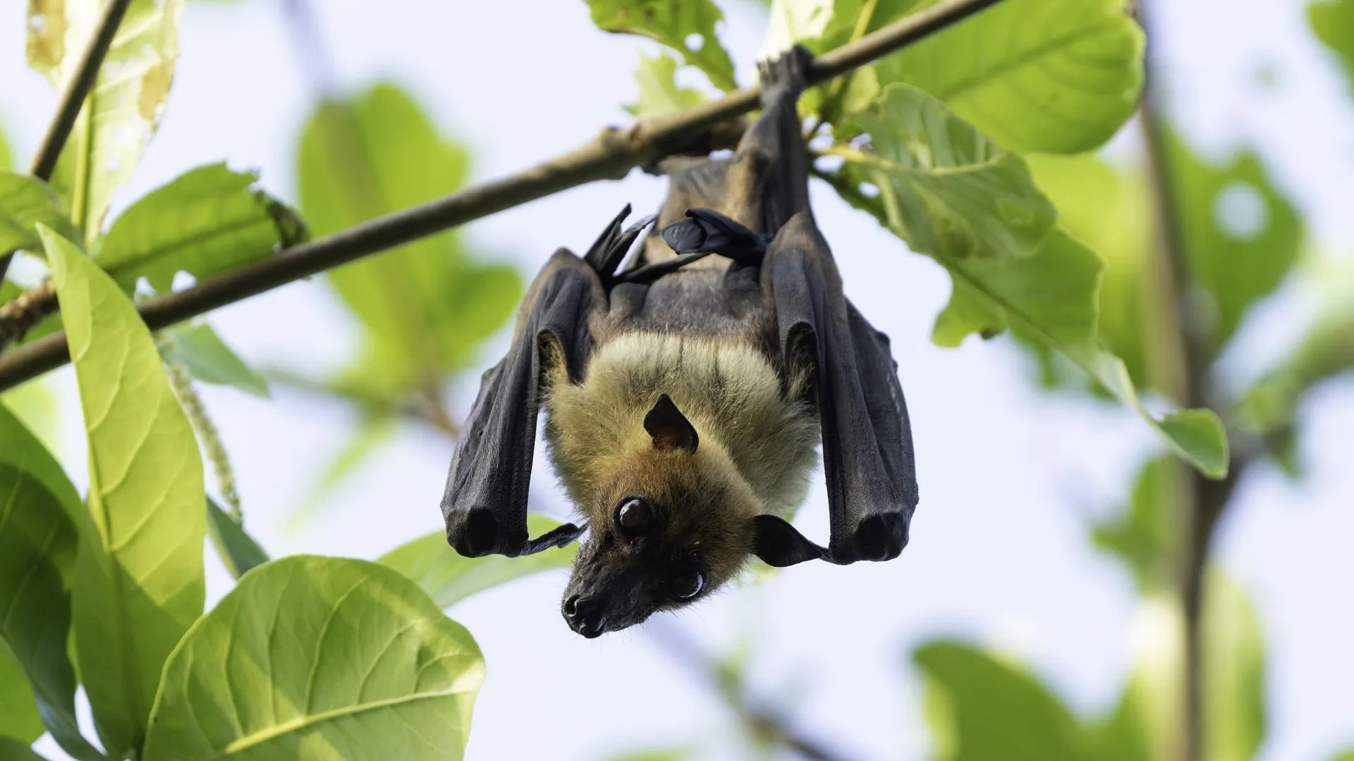 Laisser les chauves-souris tranquilles, une solution pour prévenir de ...