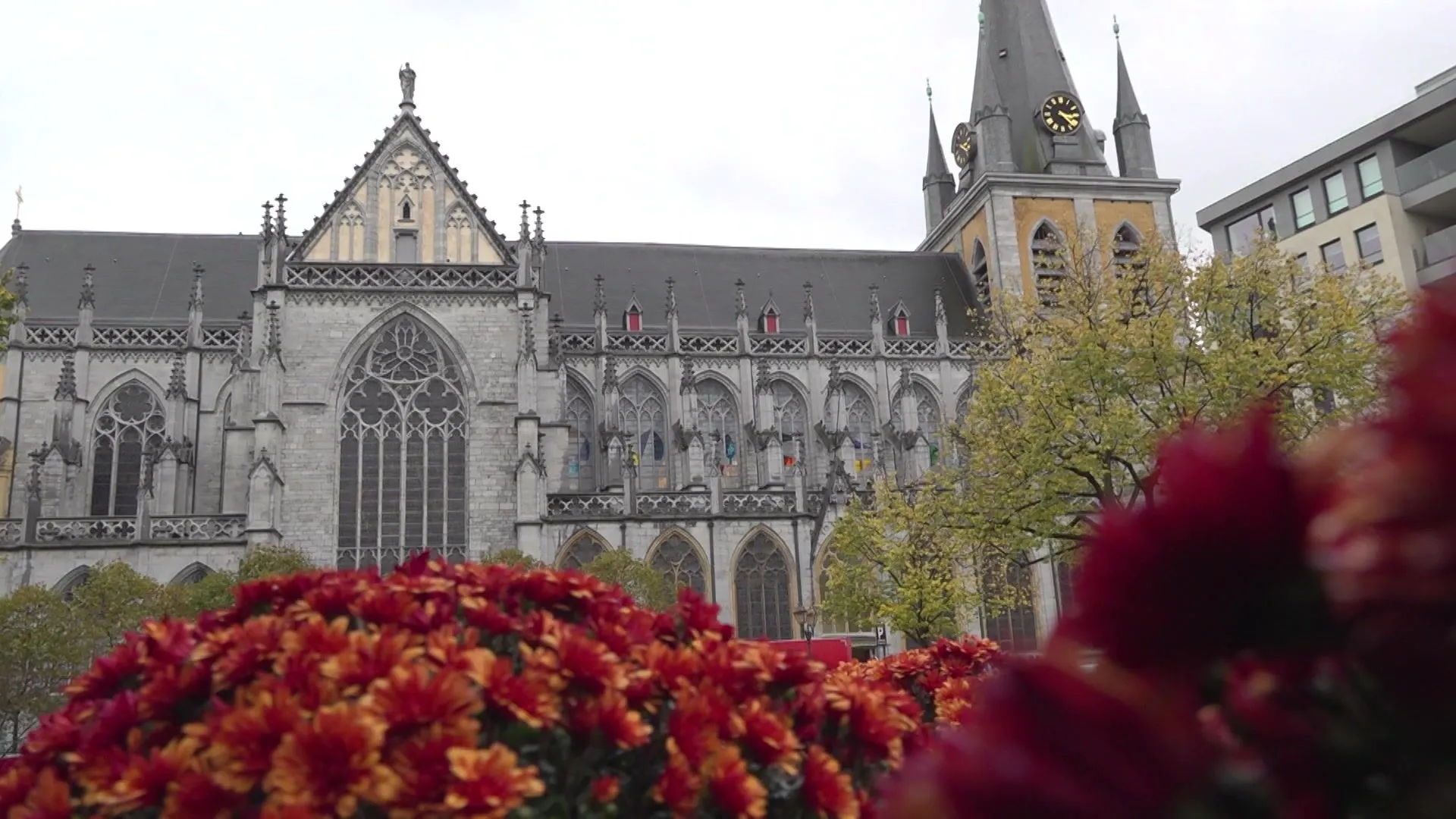 Le chicon de pleine terre, une technique ancestrale rare relancée en ...