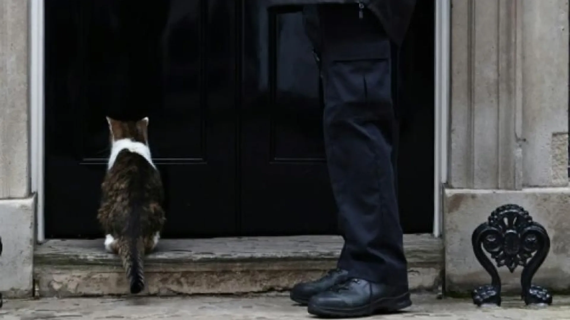 Quatre choses à savoir sur Larry le chat, qui fête ses 15 ans à Downing ...