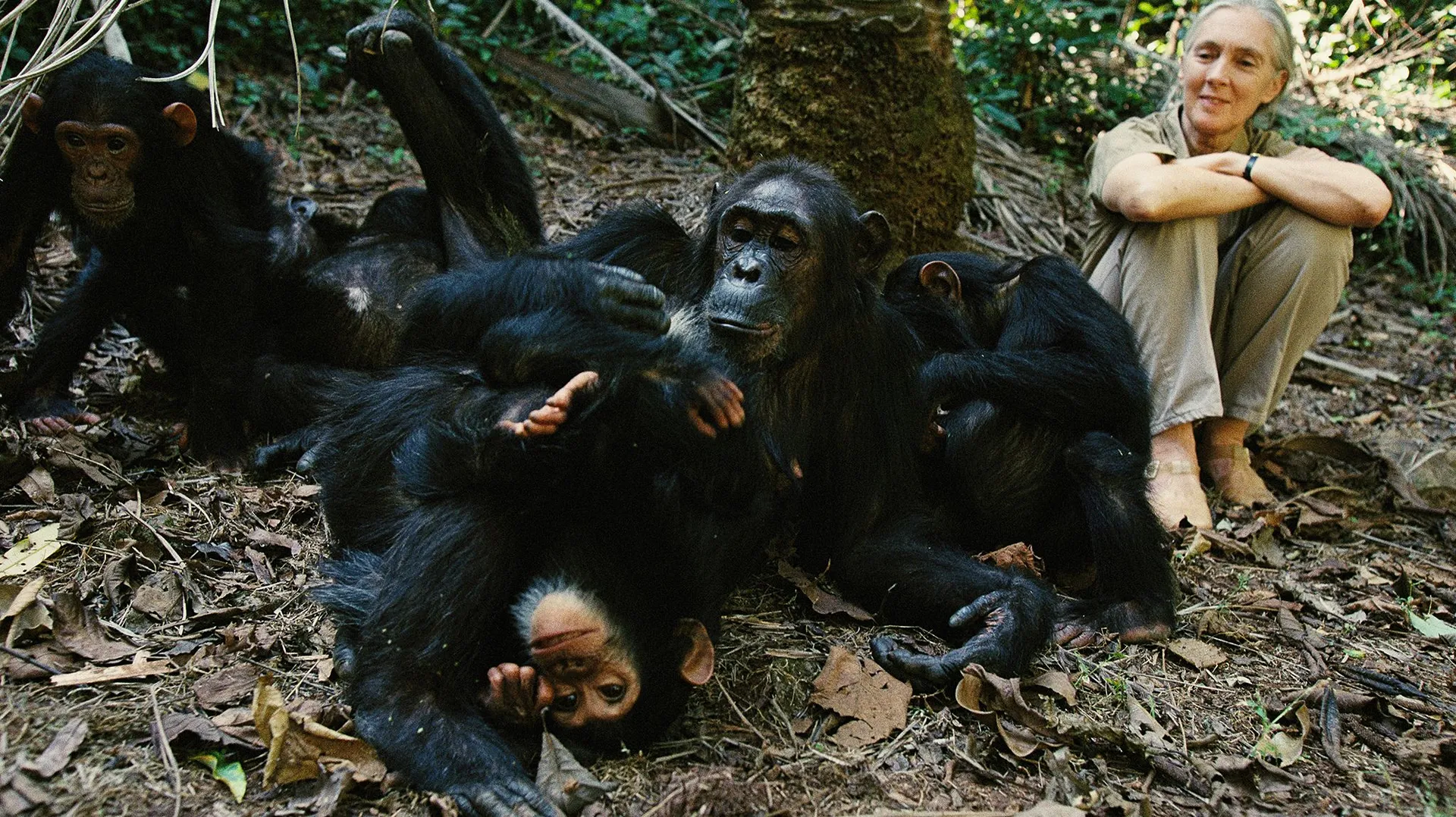Dian Fossey, Jane Goodall, Biruté Galdikas : les Anges de Leakey - RTBF ...