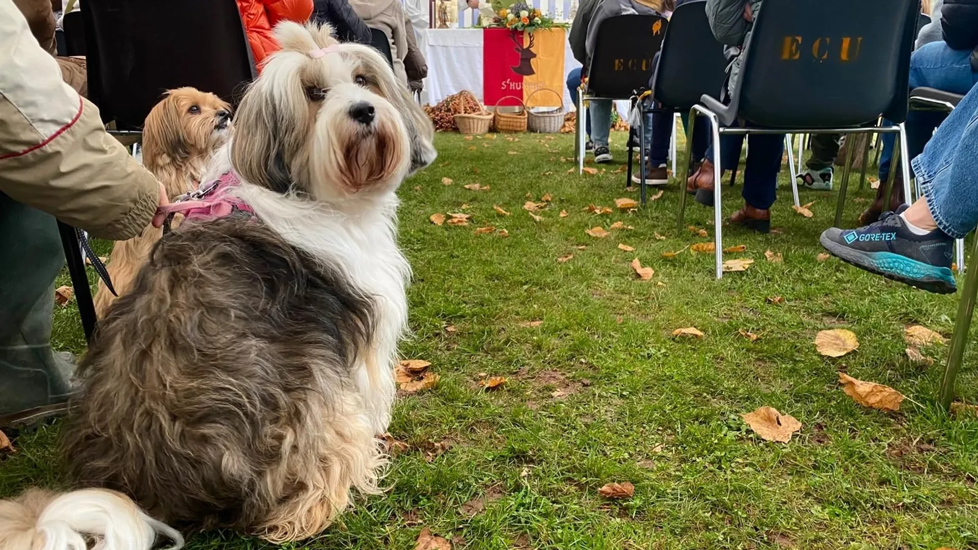 Ham-Sur-Heure : des dizaines de chiens et de chevaux bénis lors de la ...