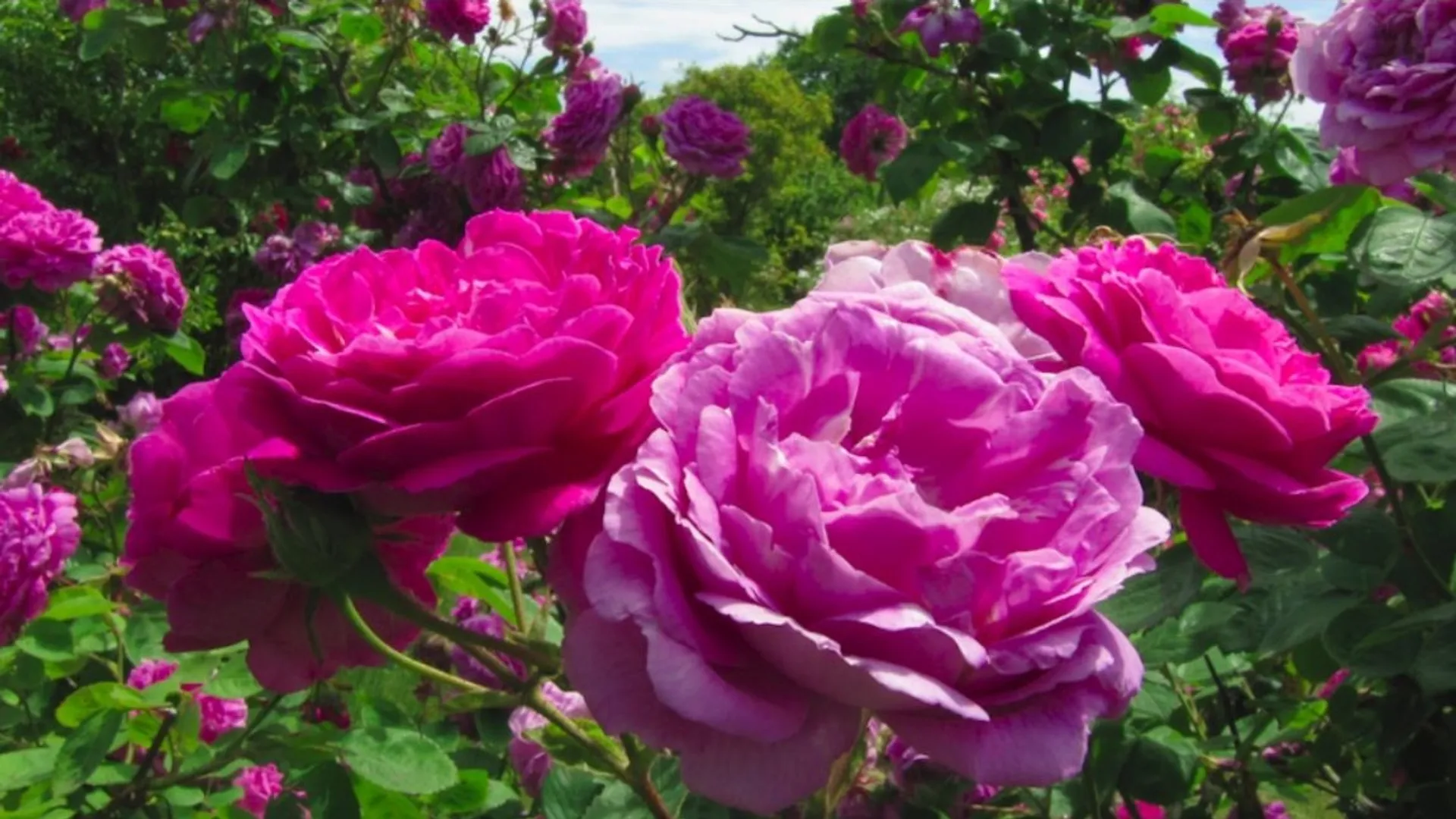 Comment le croisement des roses d’Orient et d’Occident au XIXᵉ siècle a ...