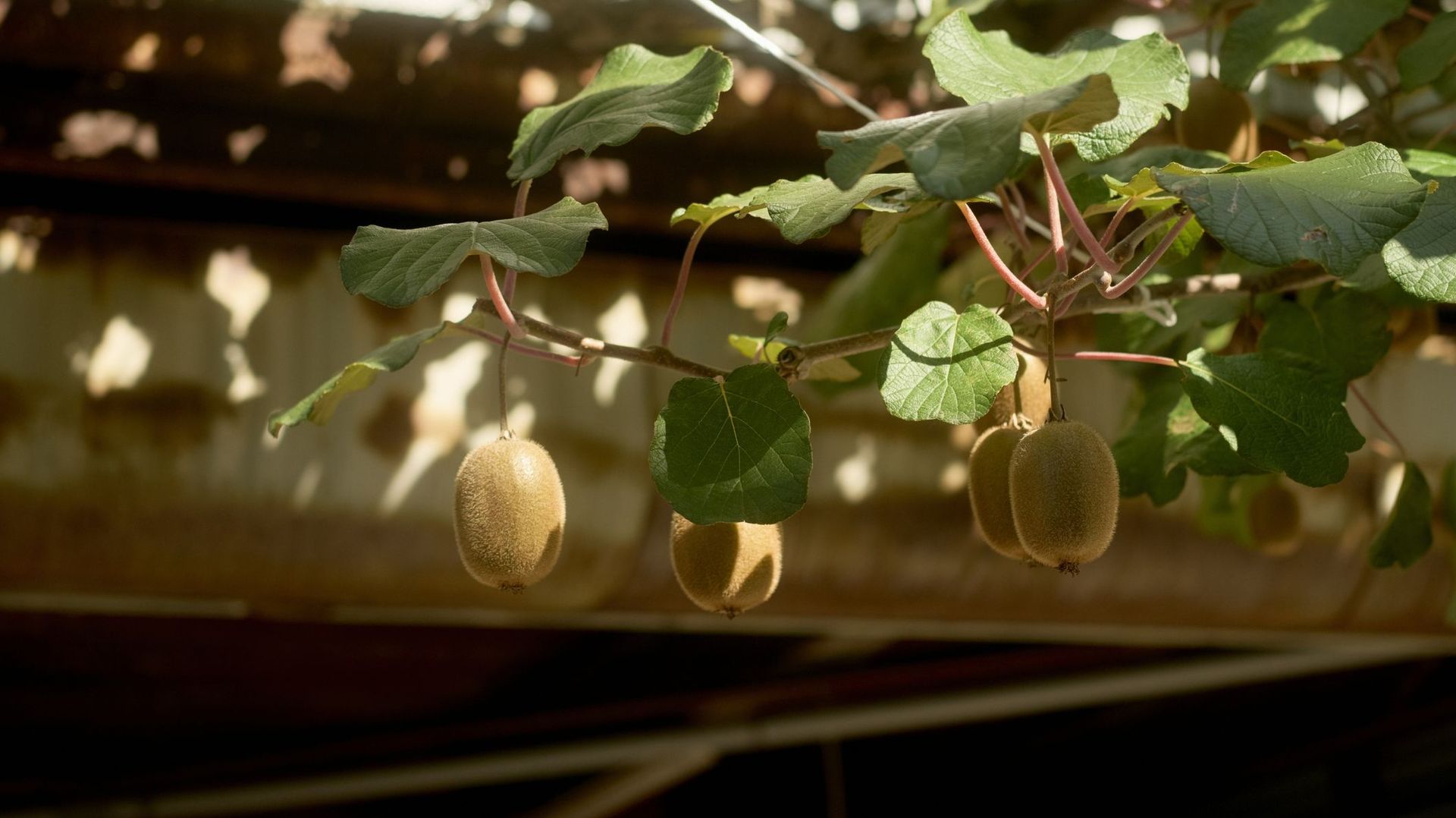 Taille du kiwi : comment passer d'une jungle impénétrable à une ...