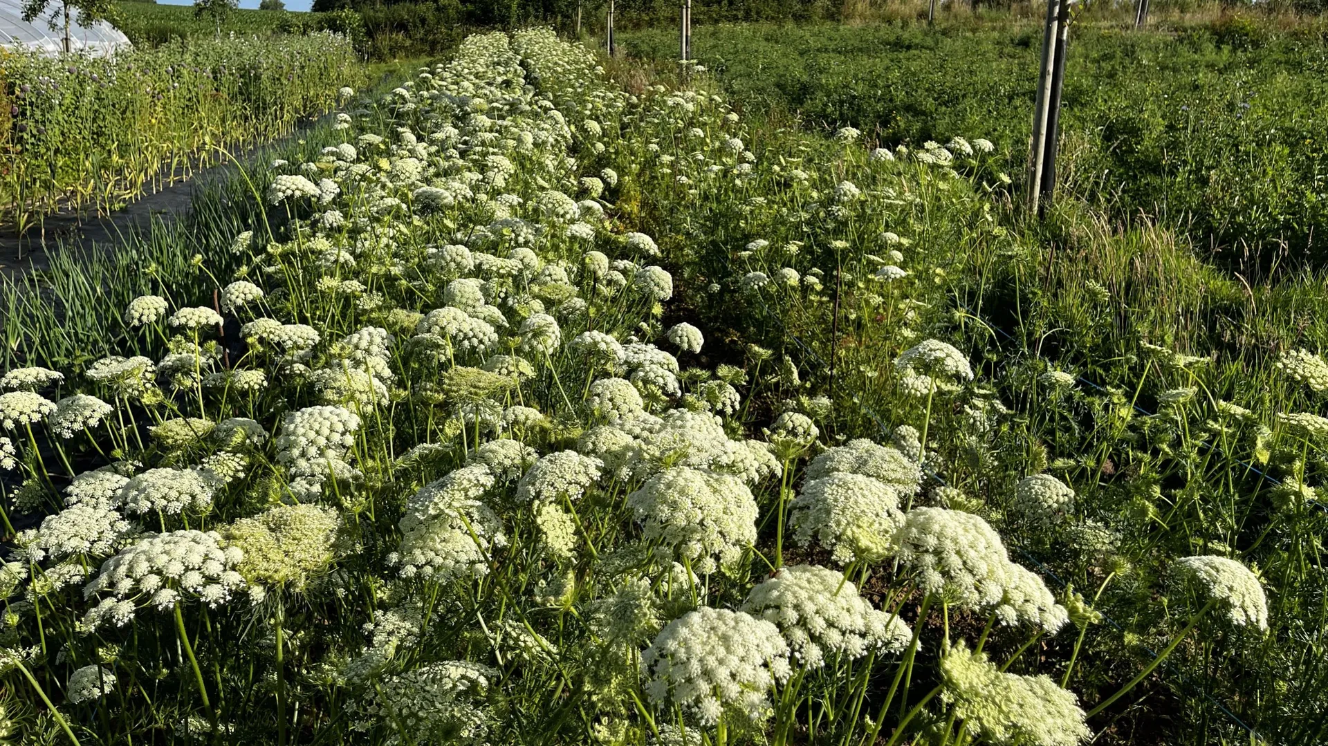 Anthesis : La renaissance des semences locales et bio au cœur du ...