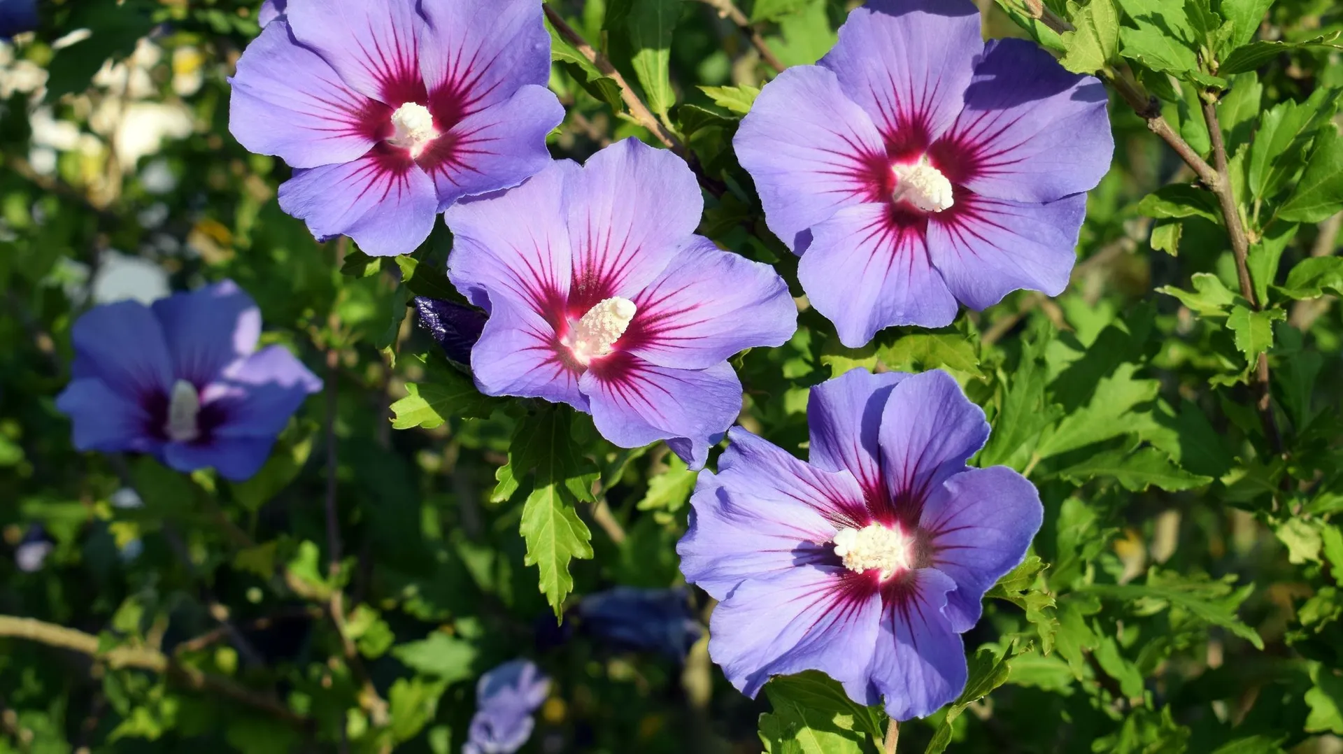 Hibiscus syriacus : quand l'althéa se réinvente, pour notre plus grand ...