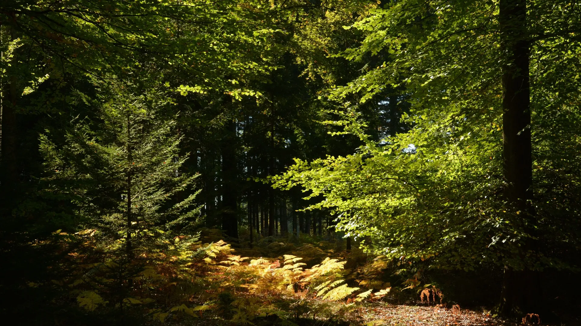 L'arbre qui gâche la forêt : haro sur la monoculture de pins en ...