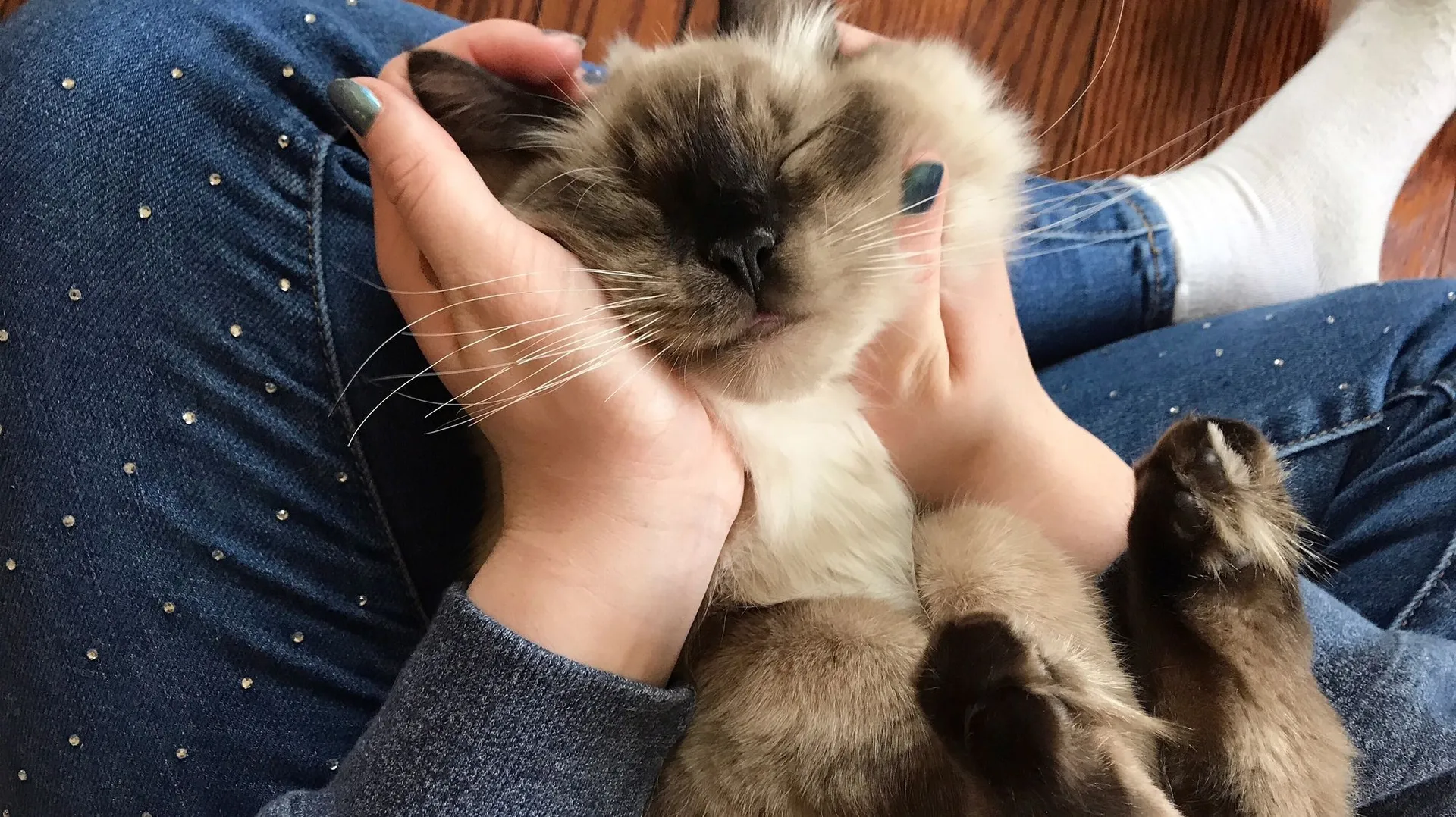 Ce qu’avoir un chat fait à votre cerveau (et au sien) - RTBF Actus