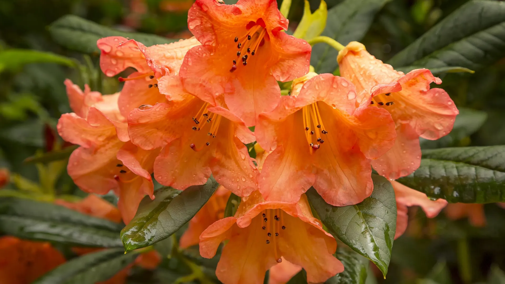 L’épatant Rhododendron 'Trewithen Orange', témoin des expéditions ...