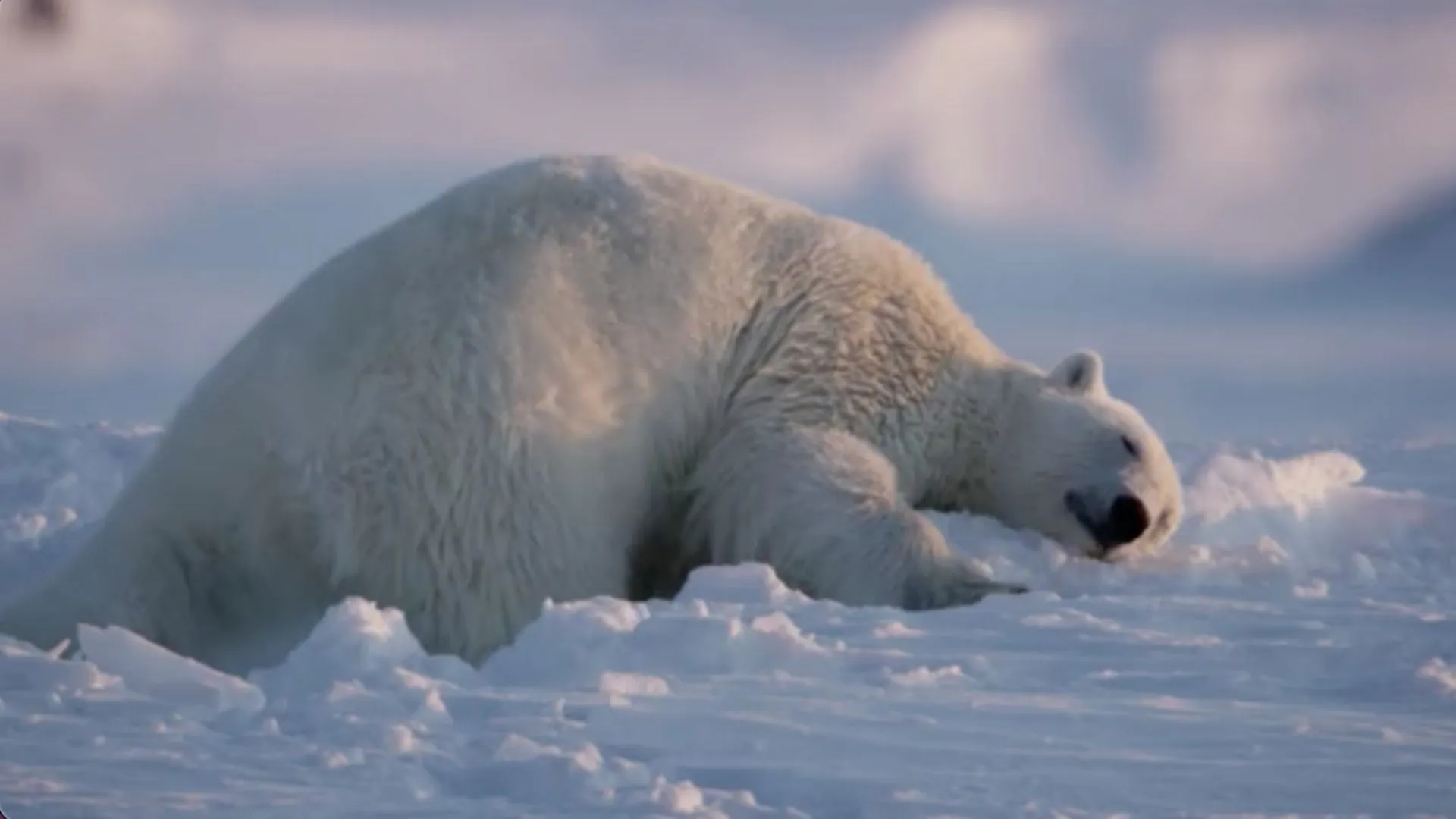 Éric Domb, patron et fondateur de Pairi Daïza : 'C’est avant tout une ...