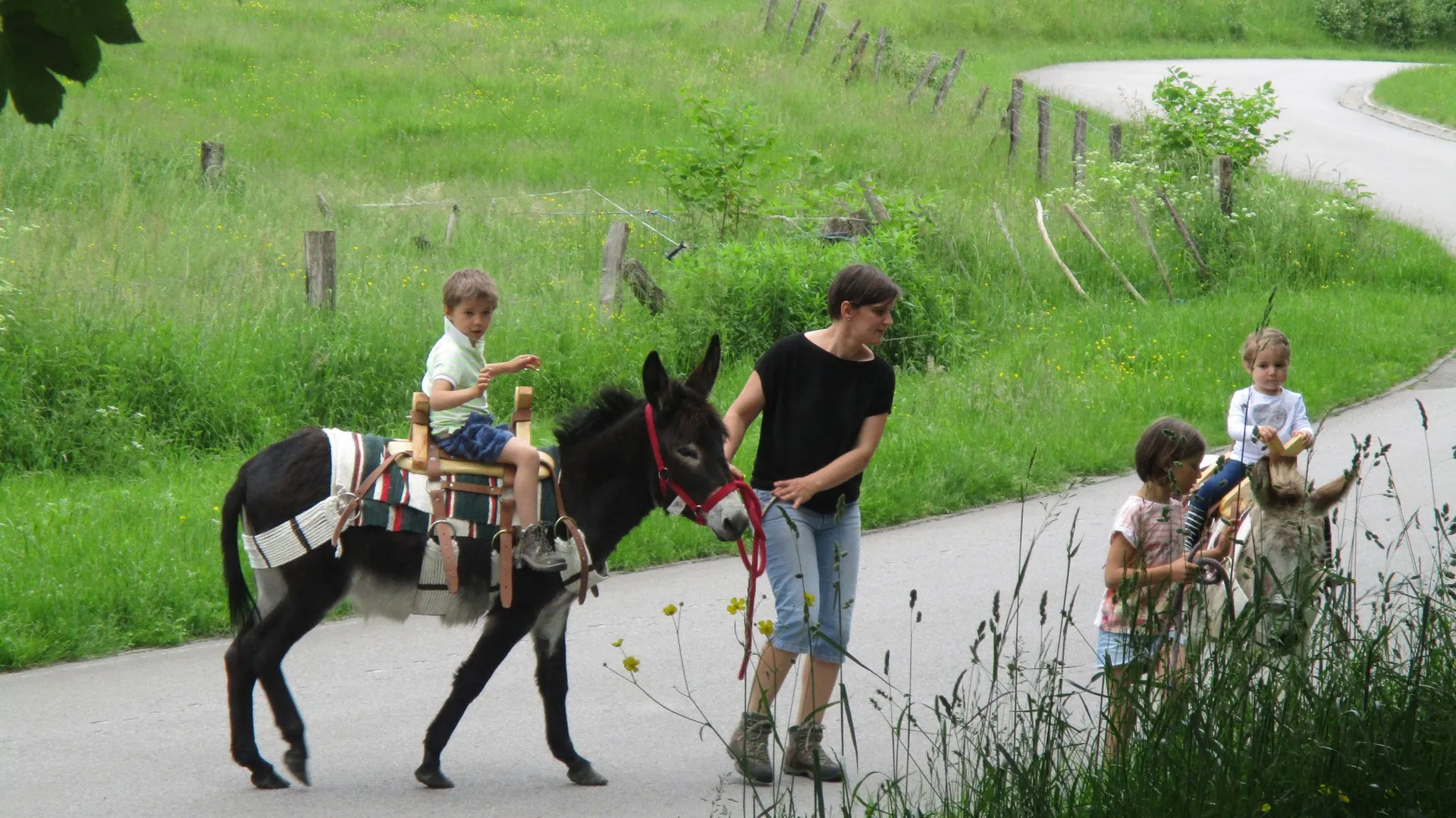 La nature racontée : La folle course amoureuse du chevreuil - RTBF Actus