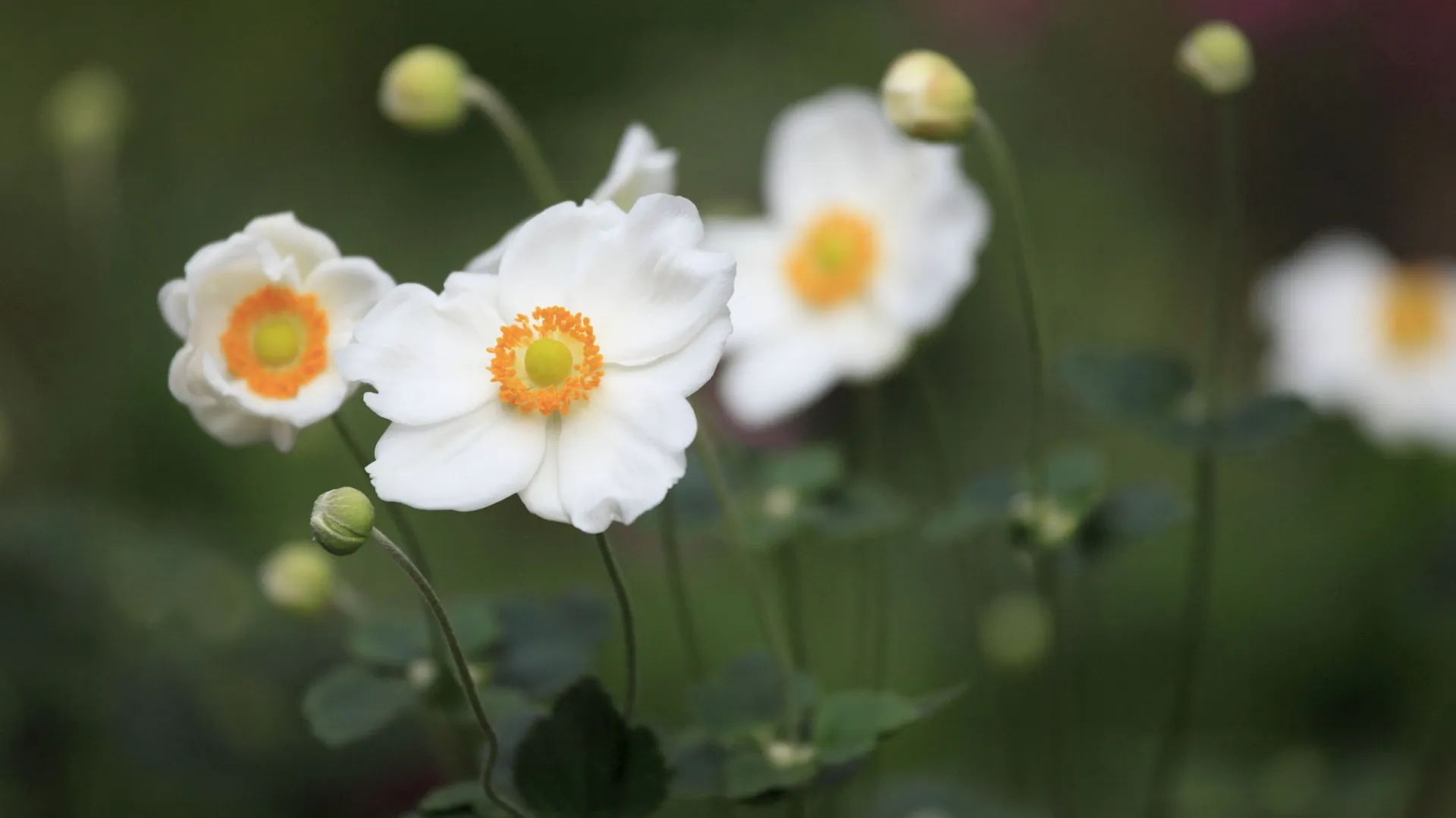 Amender son sol : le secret d’un jardin en pleine santé - RTBF Actus