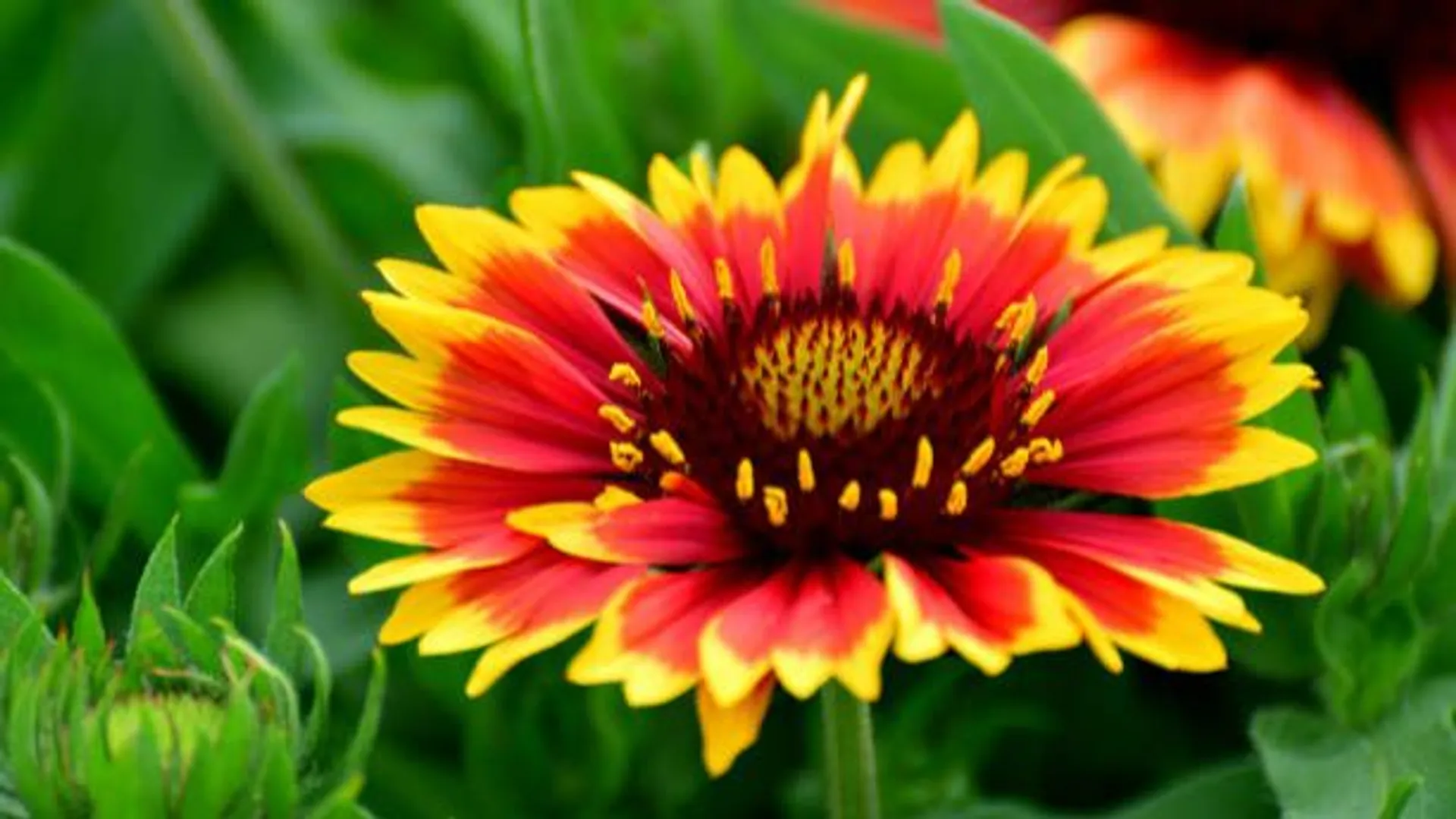 MC Solaar, Magic System, Cali… Voici le programme des Fêtes de Wallonie ...