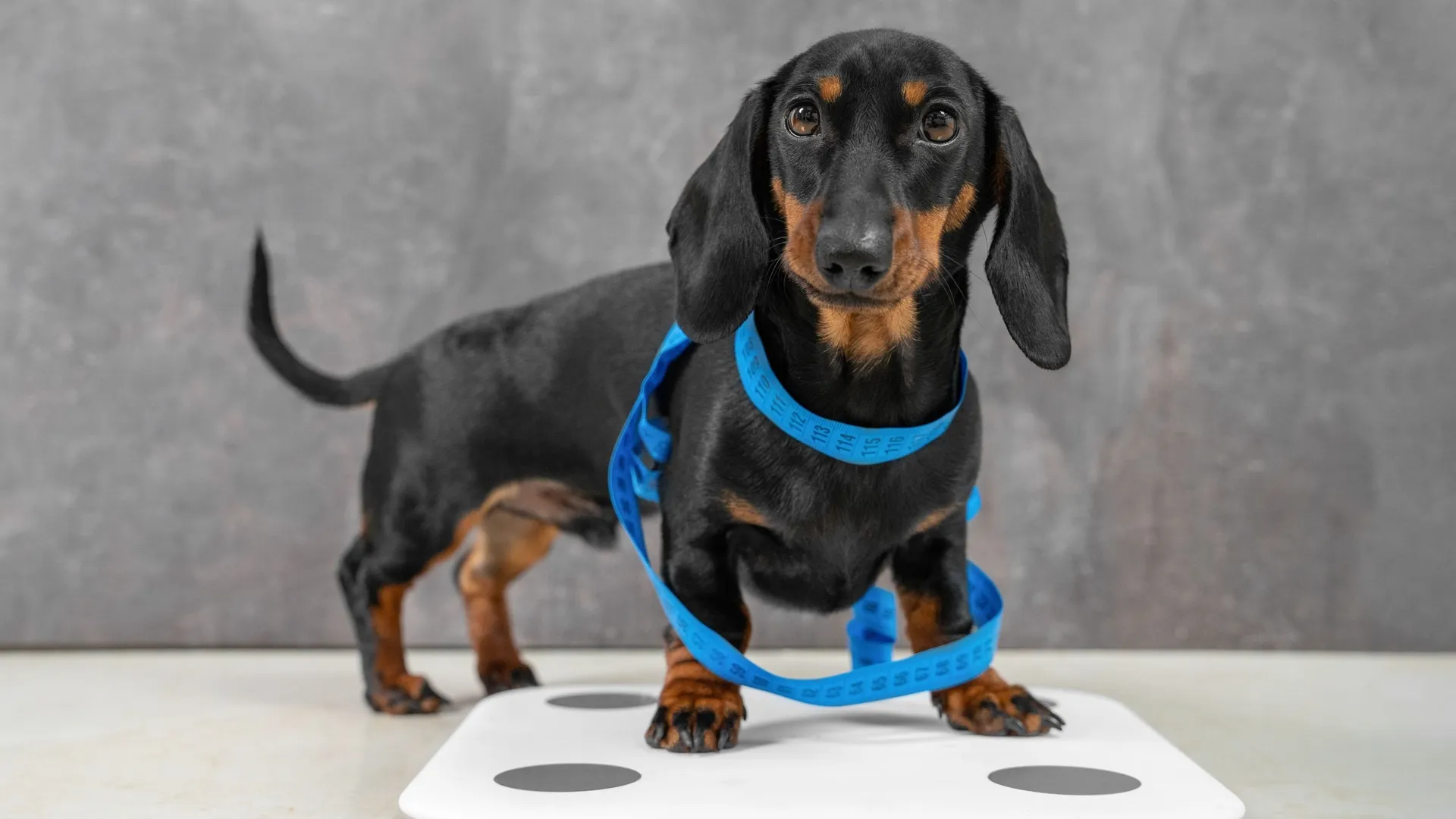Le chicon, un légume d’hiver aux nombreux bienfaits pour la santé ...