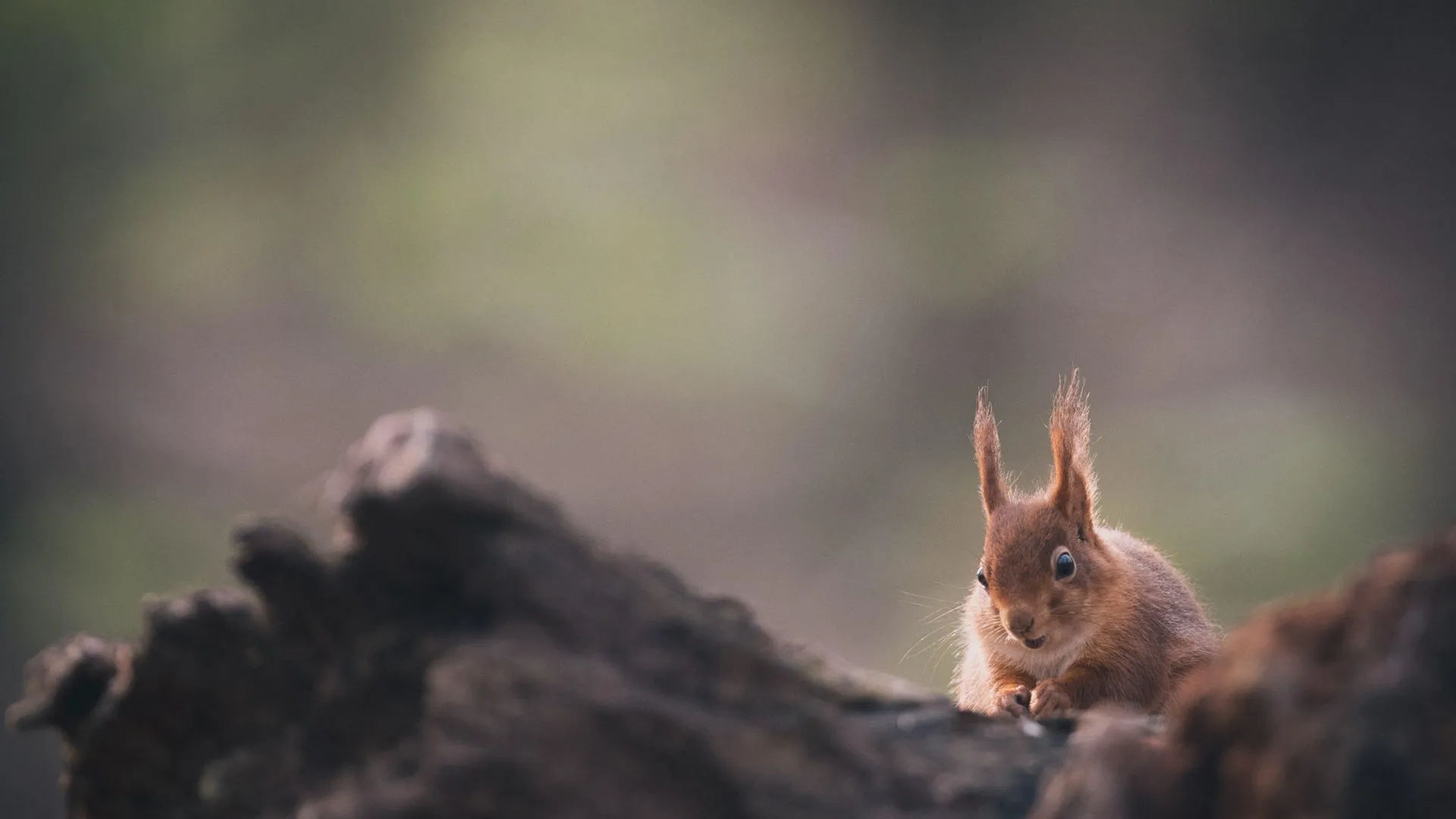 La nature racontée : La folle course amoureuse du chevreuil - RTBF Actus
