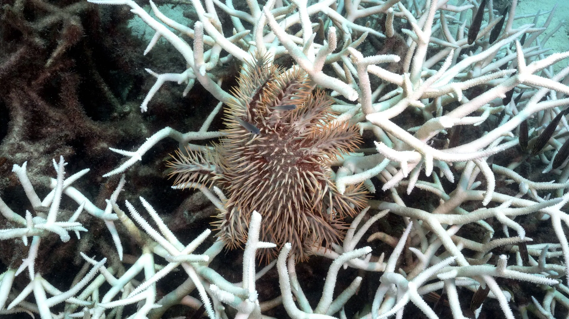 Environ 700 personnes dans les rues de Bruxelles pour le climat : 'Nous ...