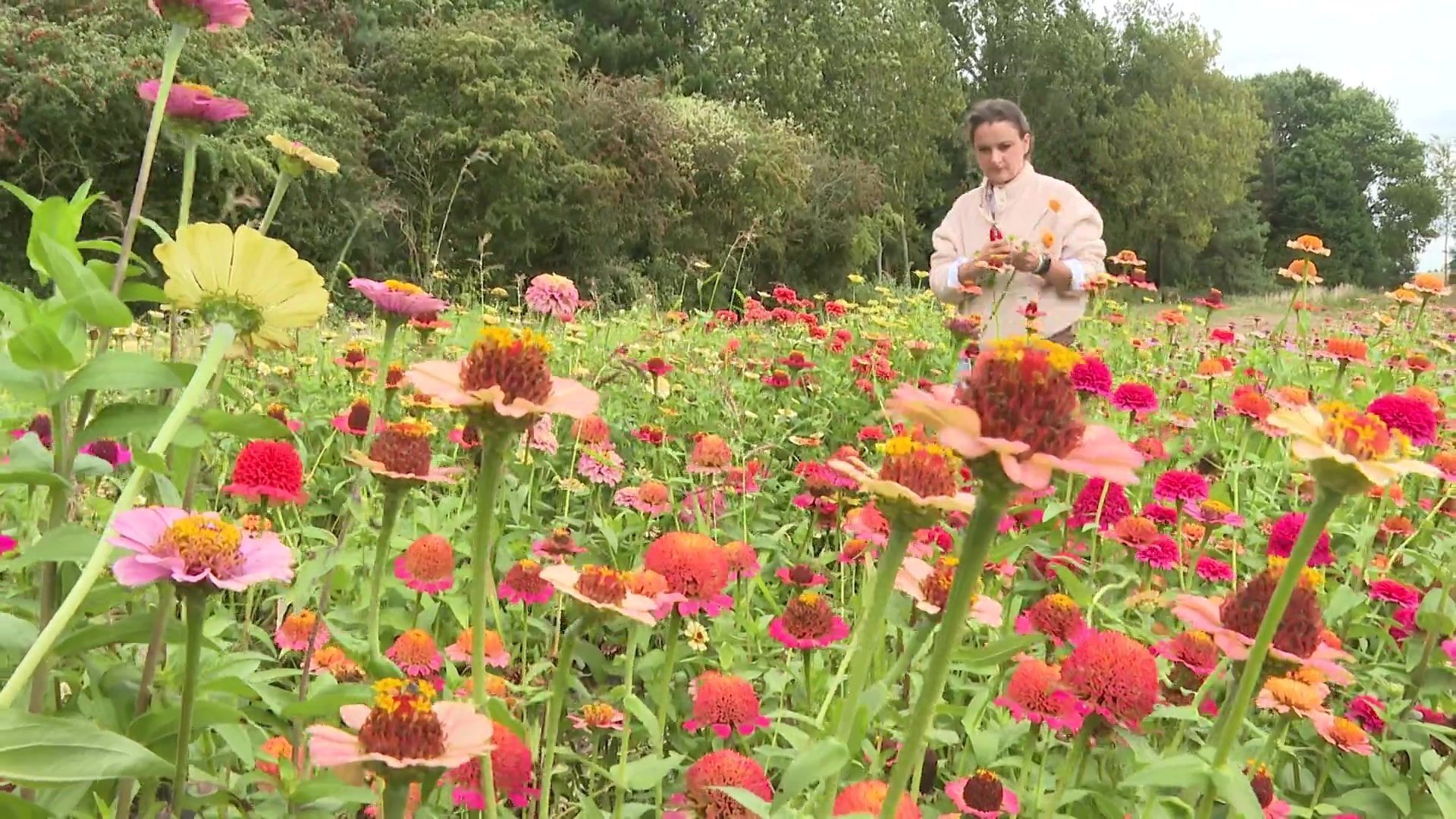 Le plan B des agriculteurs : golf fermier, ferme florale, drive-in ...