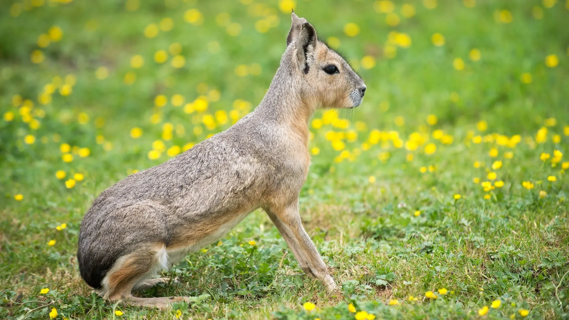 Capybara : c’est quoi cet animal qu’on voit partout sur internet ...